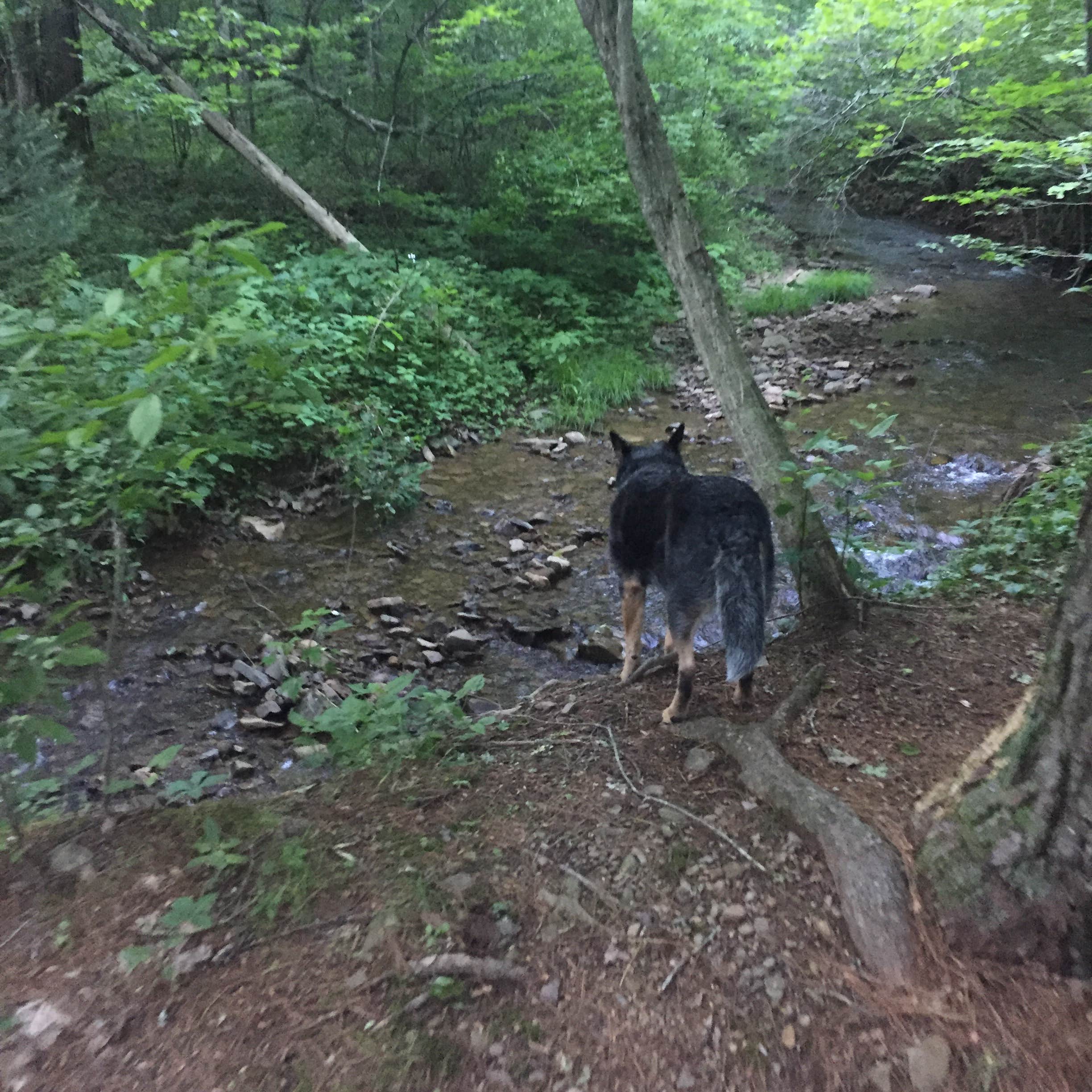 Braley Pond Dispersed Camping & Day Use Area | West Augusta, VA