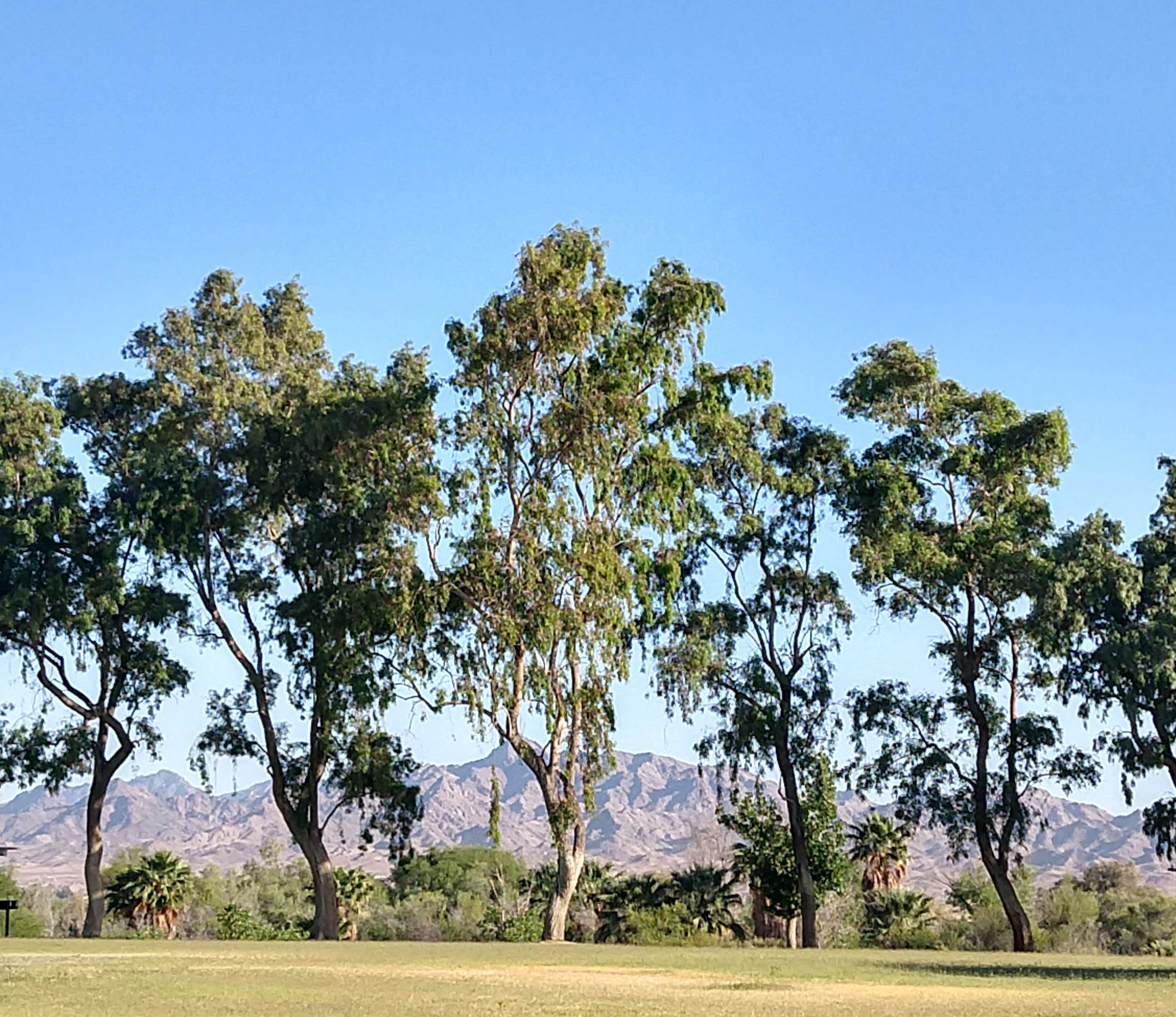 Mayflower Park Camping | Blythe, CA