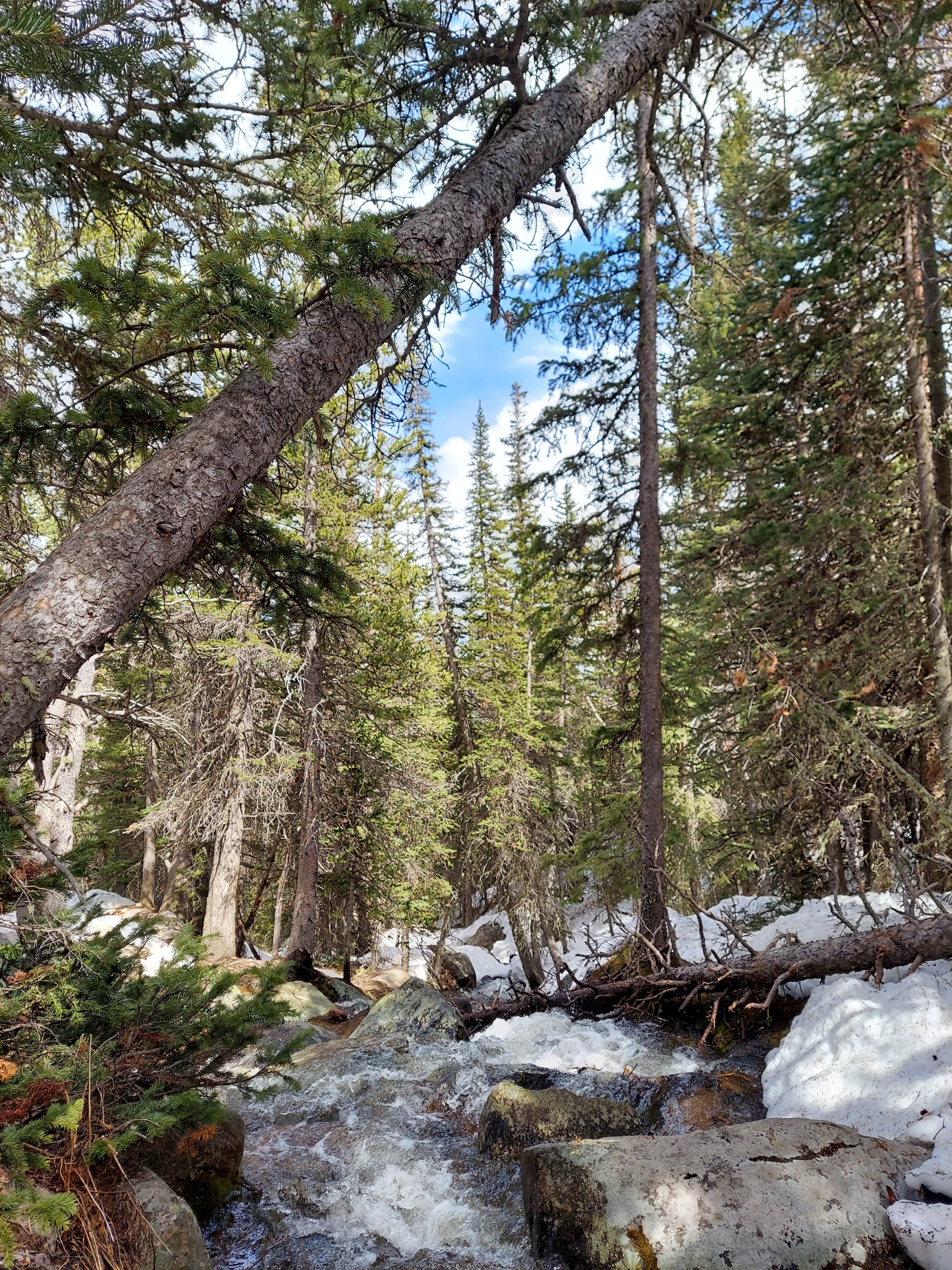 Goblin's Forest | The Dyrt