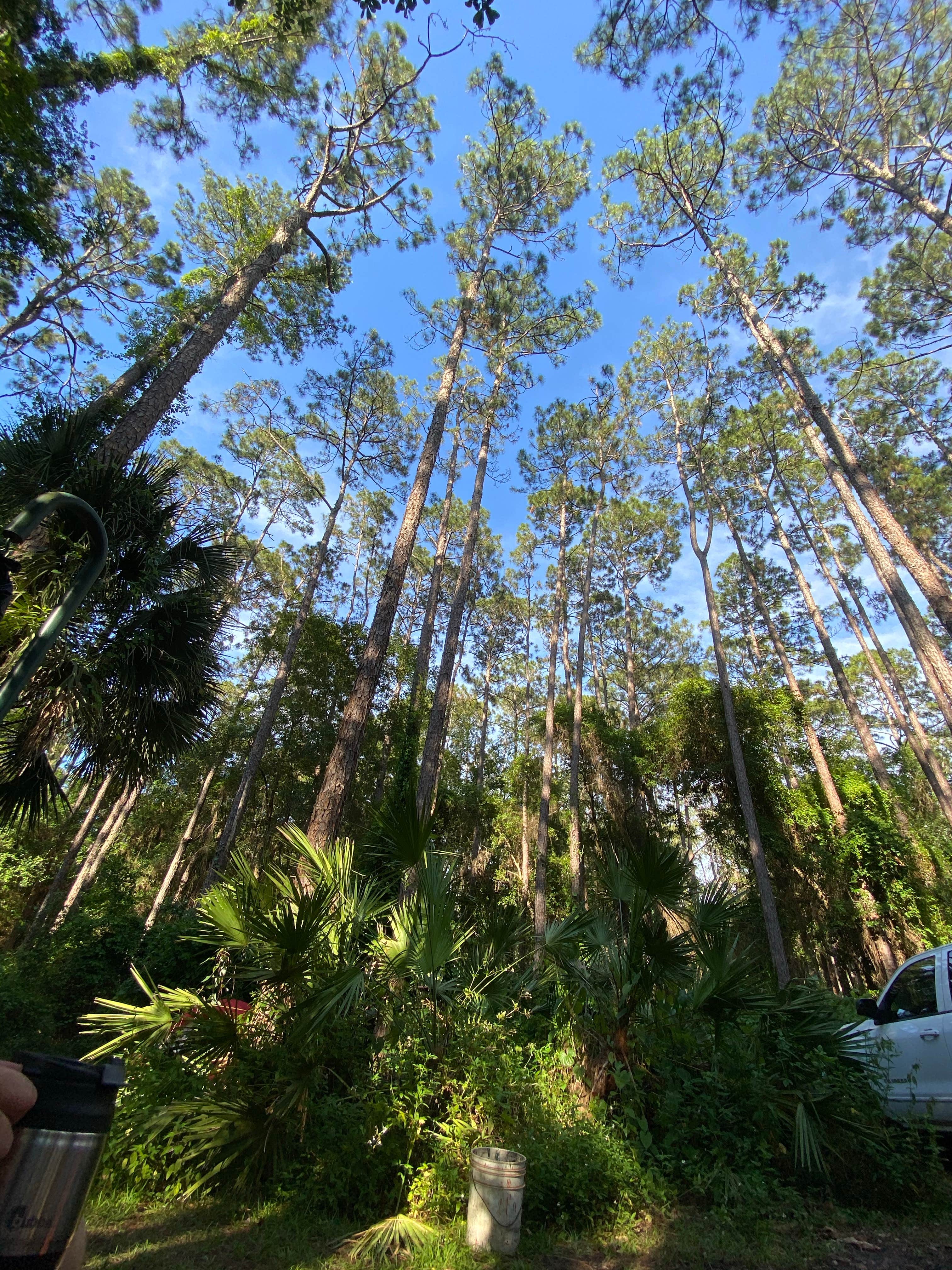 Rodman Campground | The Dyrt