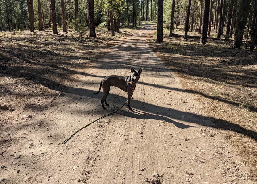 West Clear Creek Dispersed Camping Camping | The Dyrt