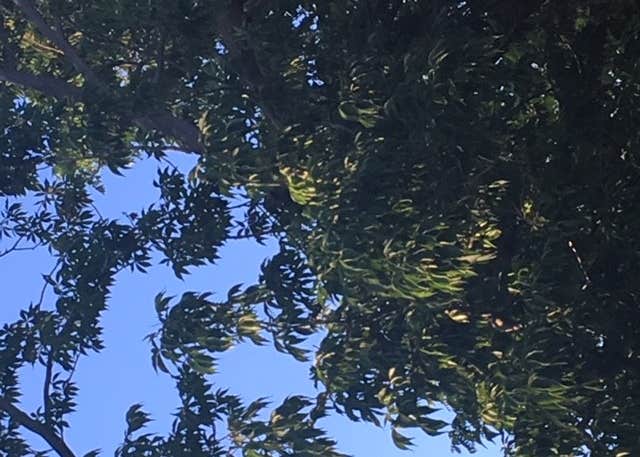 Matsell Bridge Natural Area Camping | The Dyrt