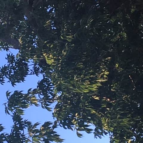 Matsell Bridge Natural Area Camping | Anamosa, Iowa