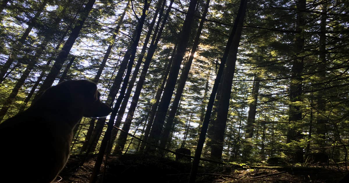 Lily and Lizard Lakes Camping | Bow, Washington