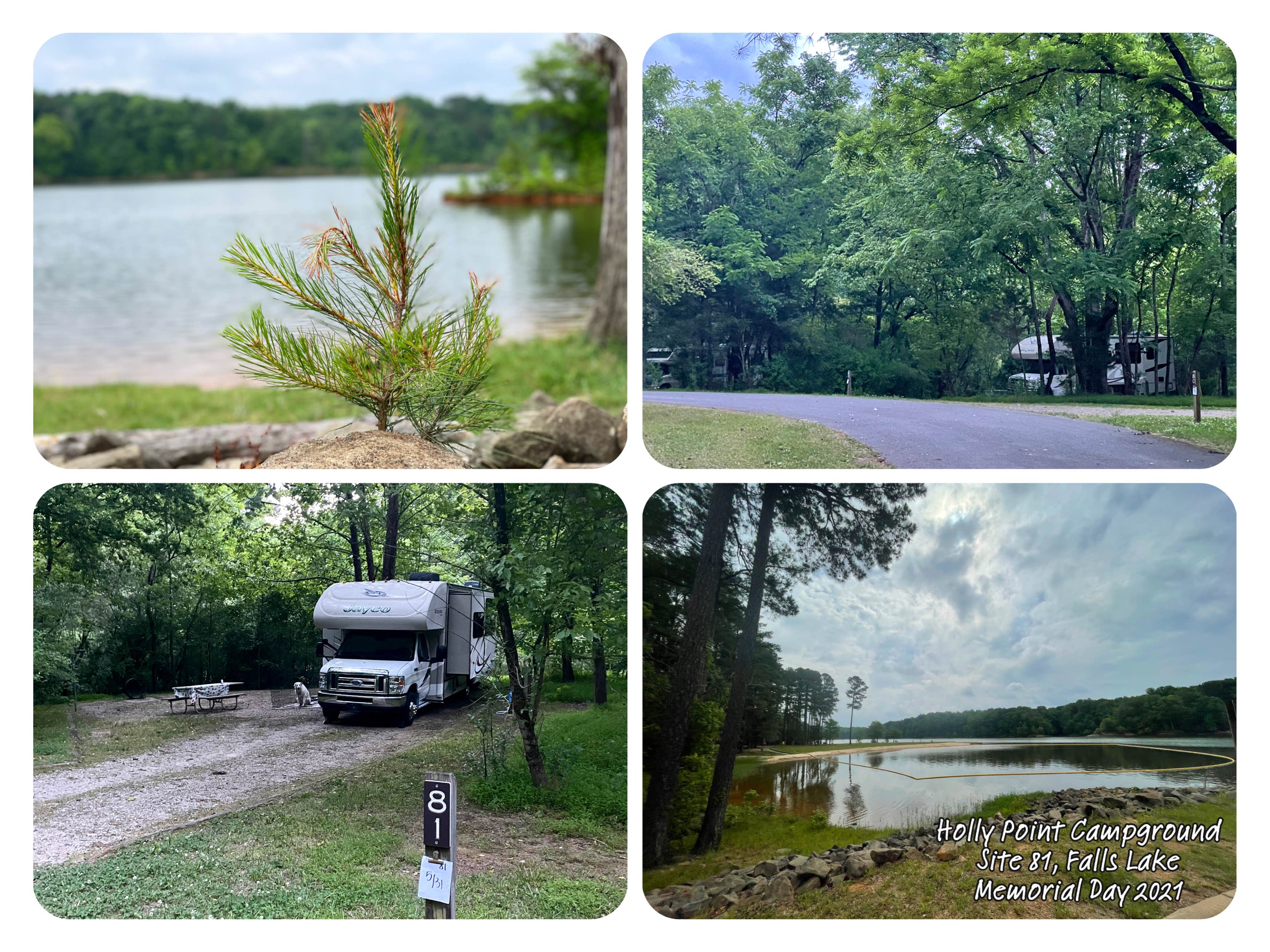 Falls Lake/Holly Point | The Dyrt