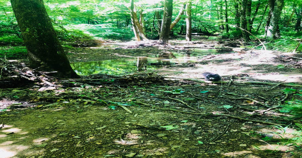 Hoosier National Forest Goldenrod Loop Campground | Leopold, Indiana