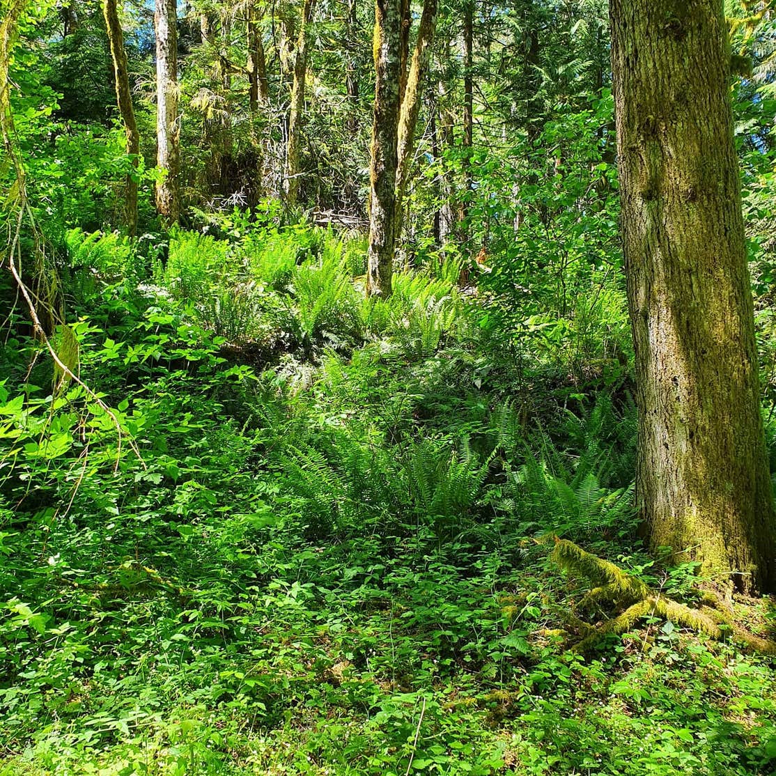 Potlatch State Park Campground | Hoodsport, Washington