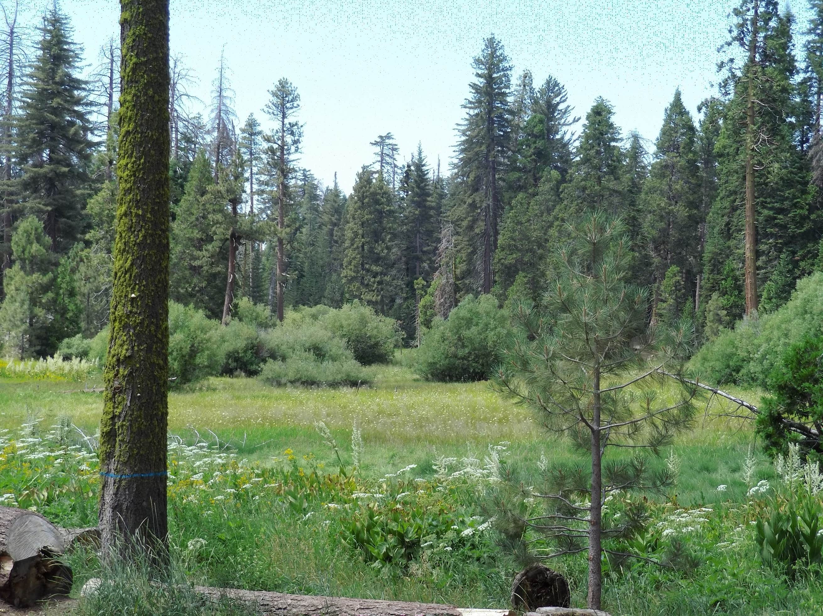 Azalea Campground Camping | The Dyrt