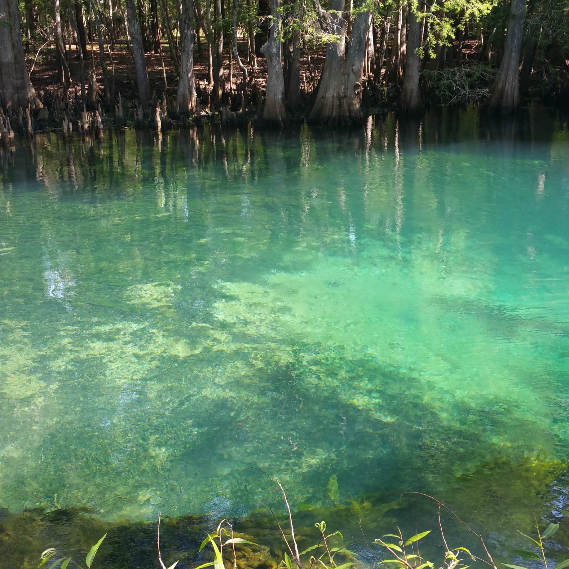 Manatee Springs State Park Camping | The Dyrt