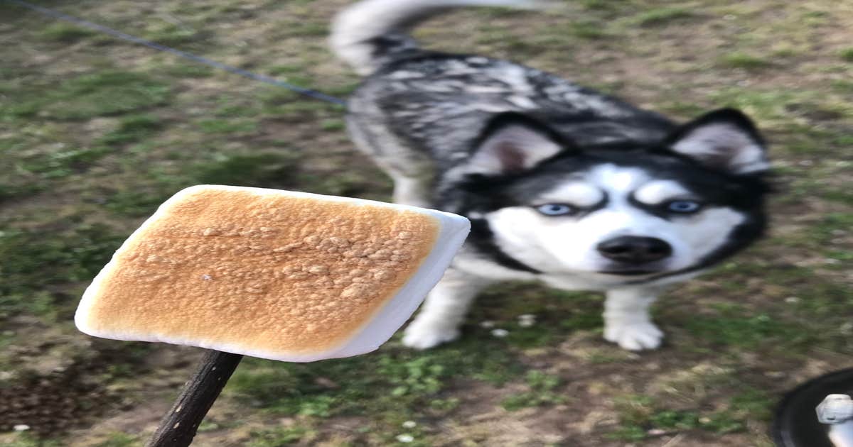 Baker Bay Campgrounds & Marina - a Lane County Park | Dorena, OR