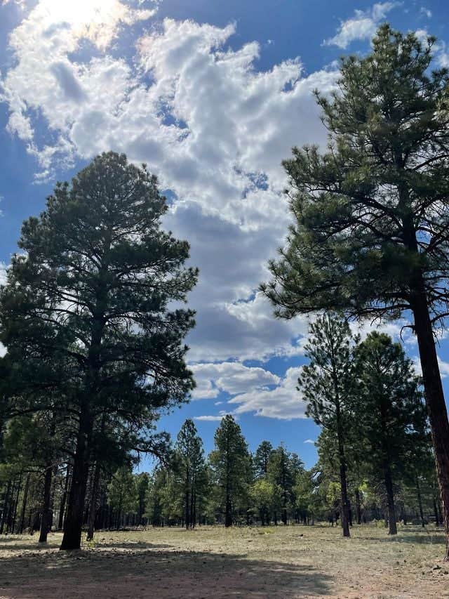 THE 10+ BEST Free Campsites near Grand Canyon National Park | Updated 2025