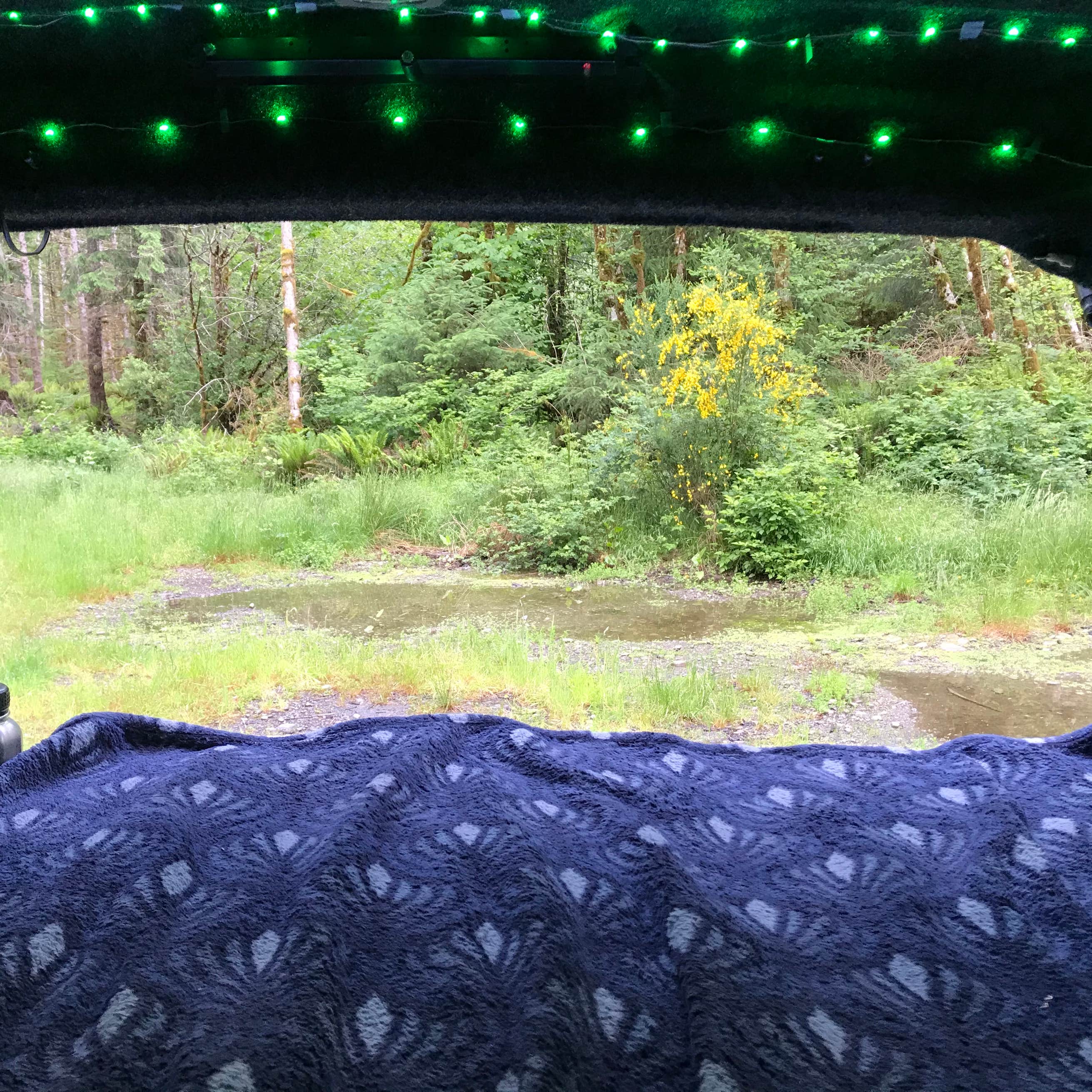 Cardlin Run — Olympic National Park Camping | Olympic National Park ...