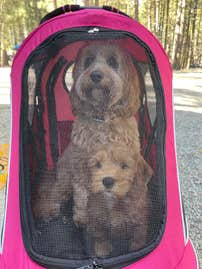 Little Bear RV Park Camping | The Dyrt