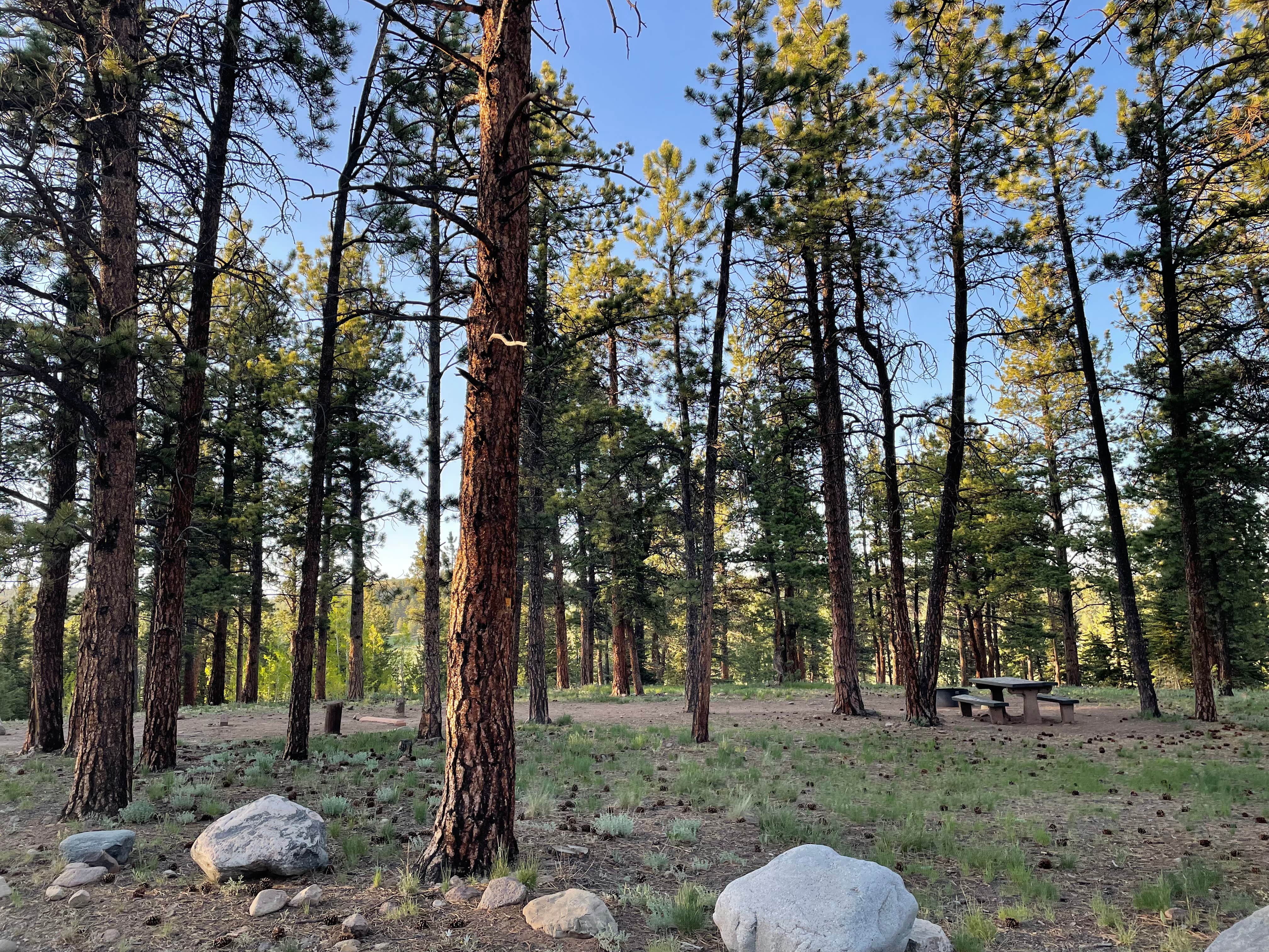 Weston Pass Campground | The Dyrt