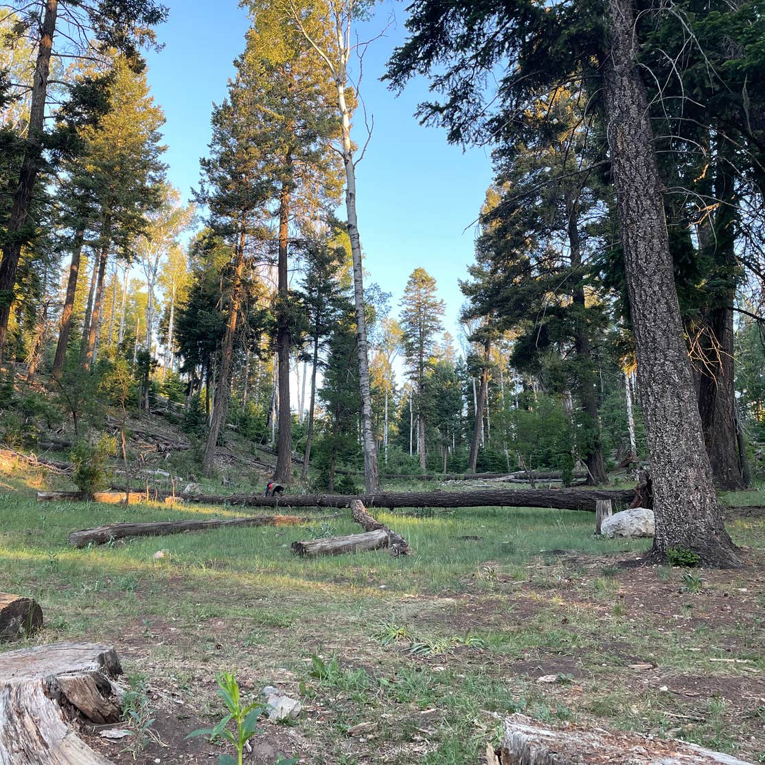 Sleepy Grass — Lincoln National Forest Camping | Cloudcroft, New Mexico