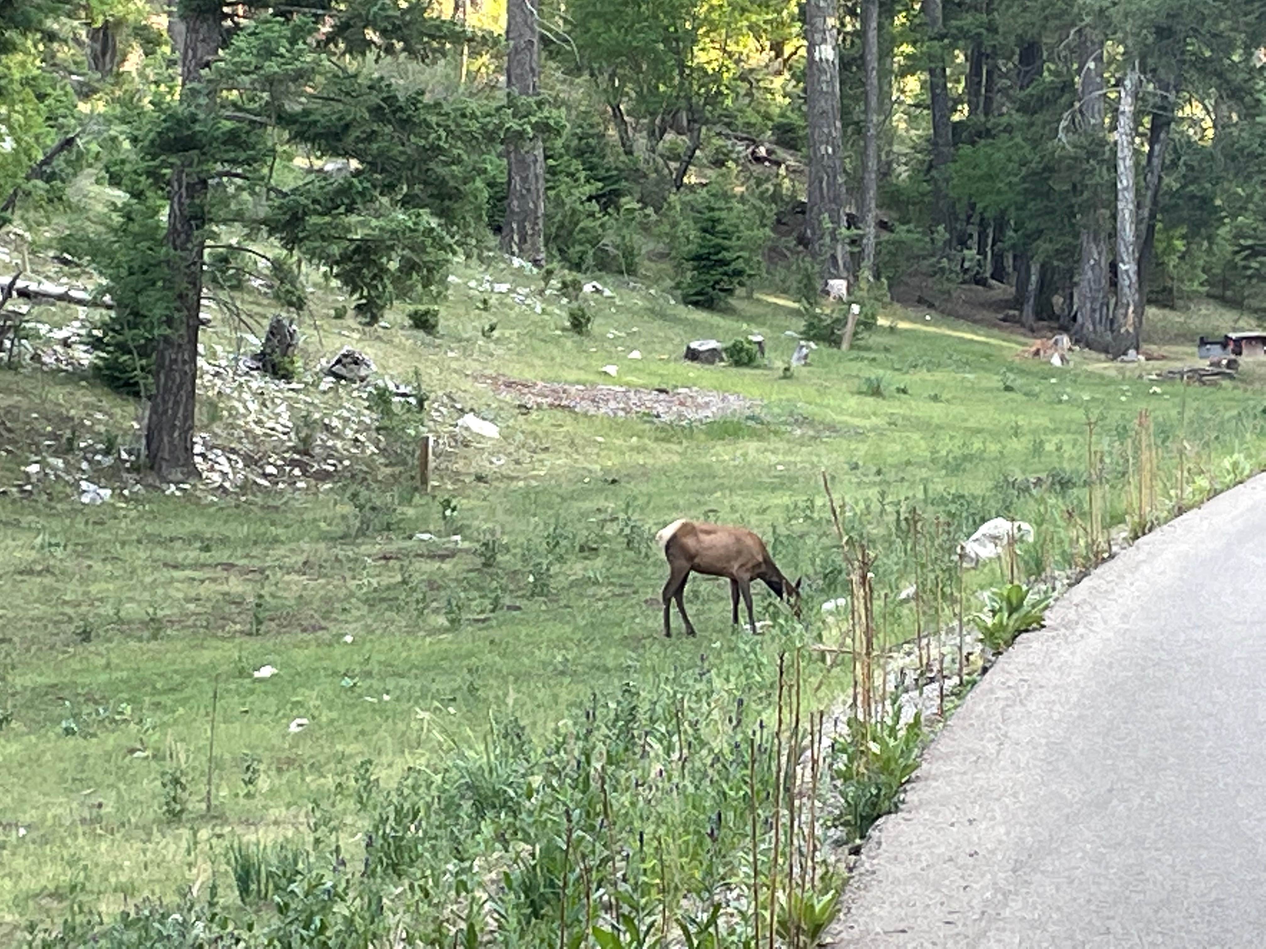 Sleepy Grass Campground | Cloudcroft, NM