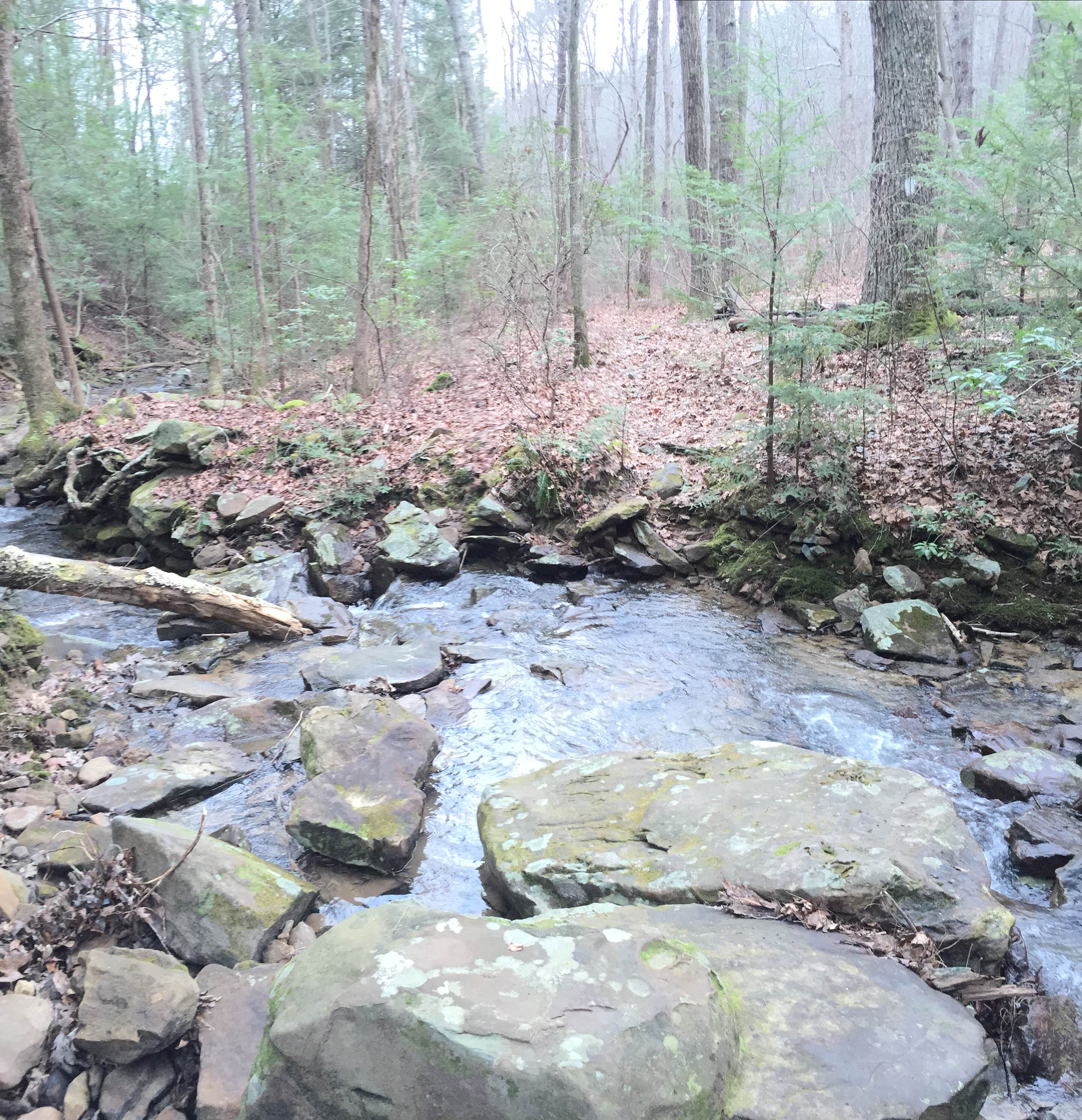 Prentice Cooper State Forest Dispersed Camping | Signal Mountain, Tennessee