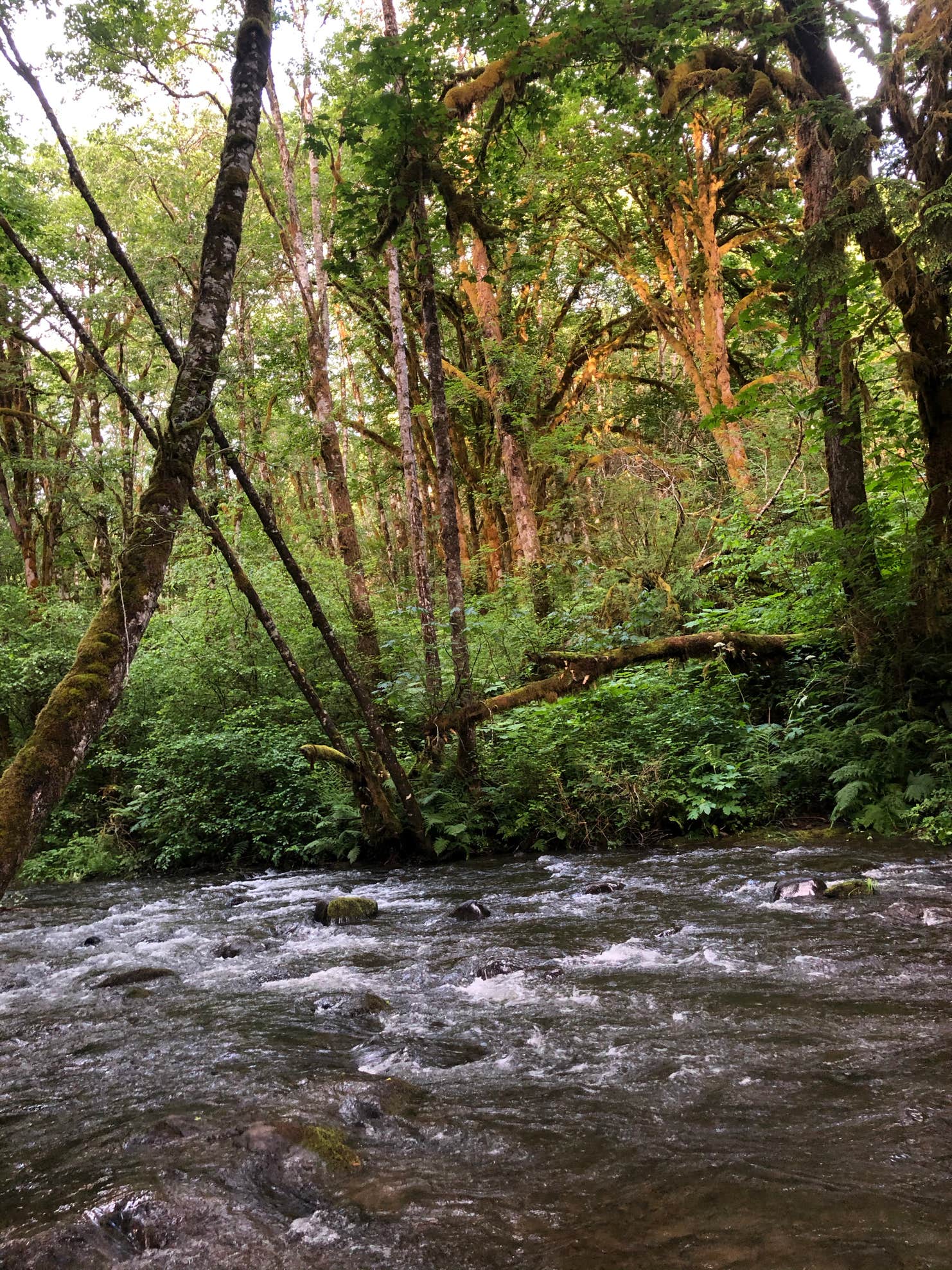 Porter Creek | The Dyrt