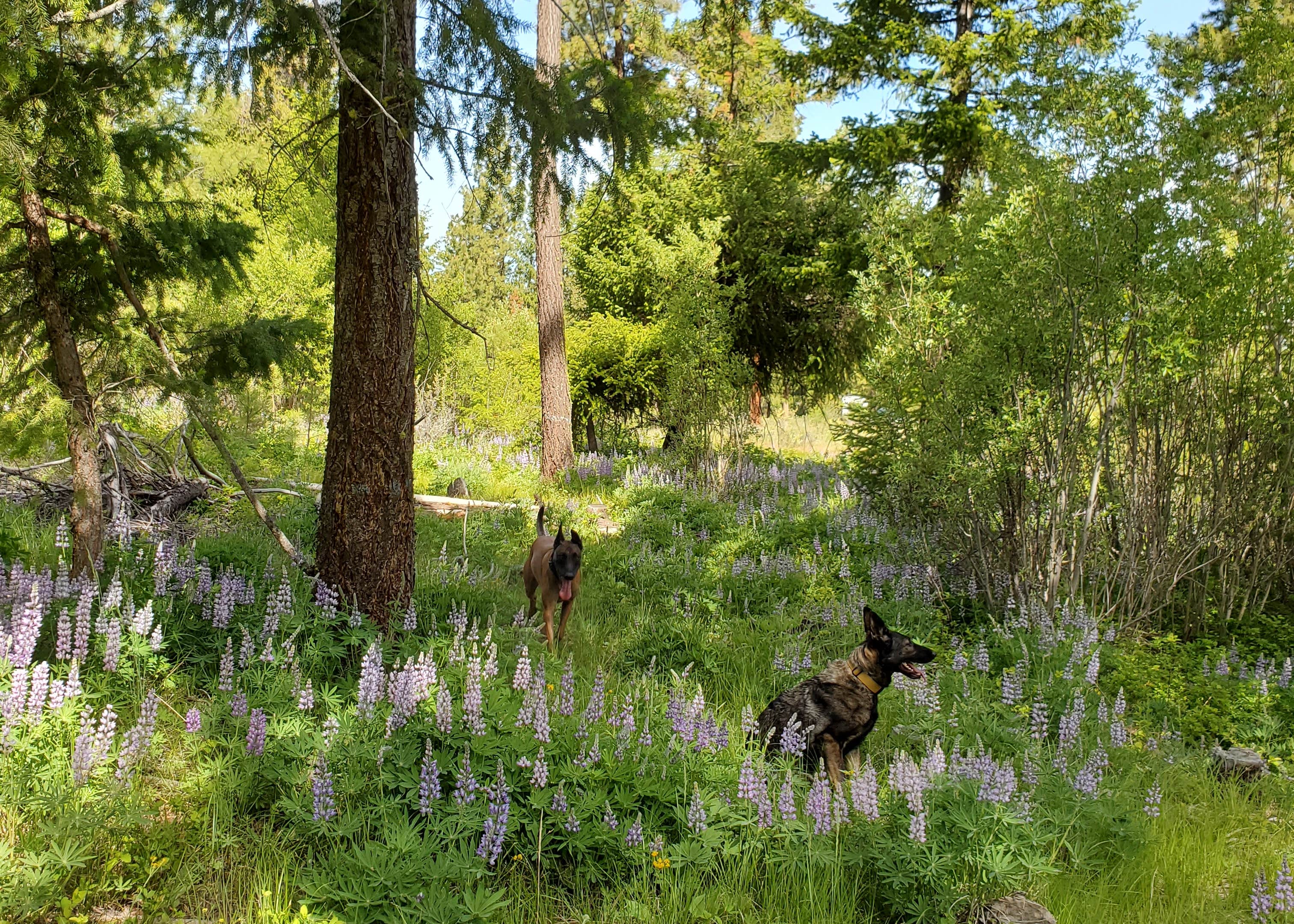 L.T. Murray Wildlife Area Camping | The Dyrt