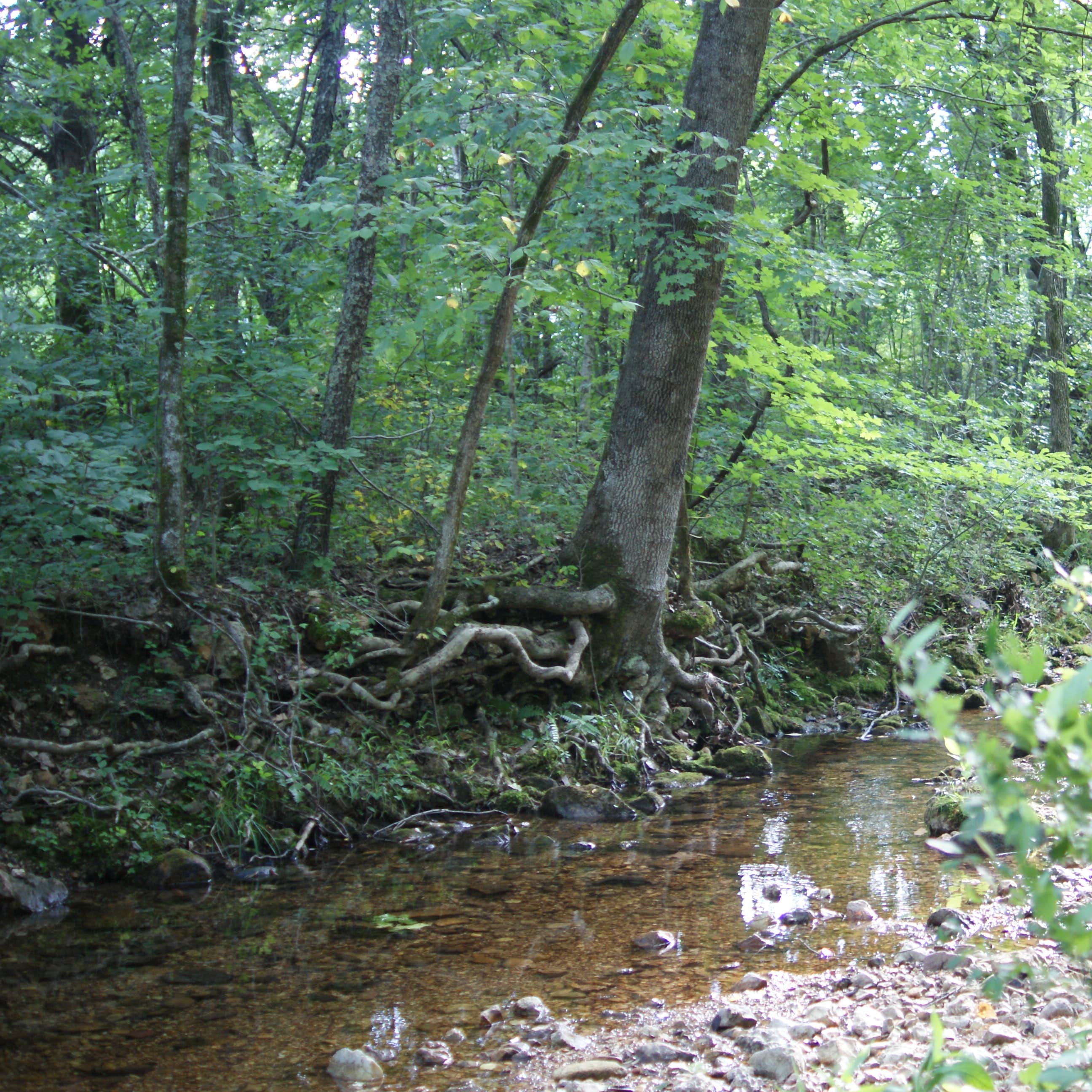 Johnson's Shut-Ins State Park Camping | The Dyrt