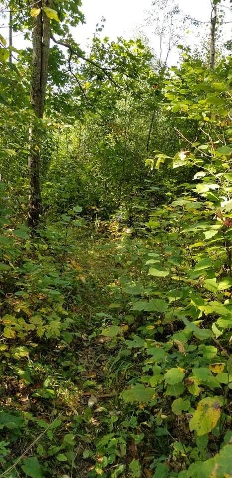 Spider Lake Trail - Dispersed Camping | Hackensack, MN