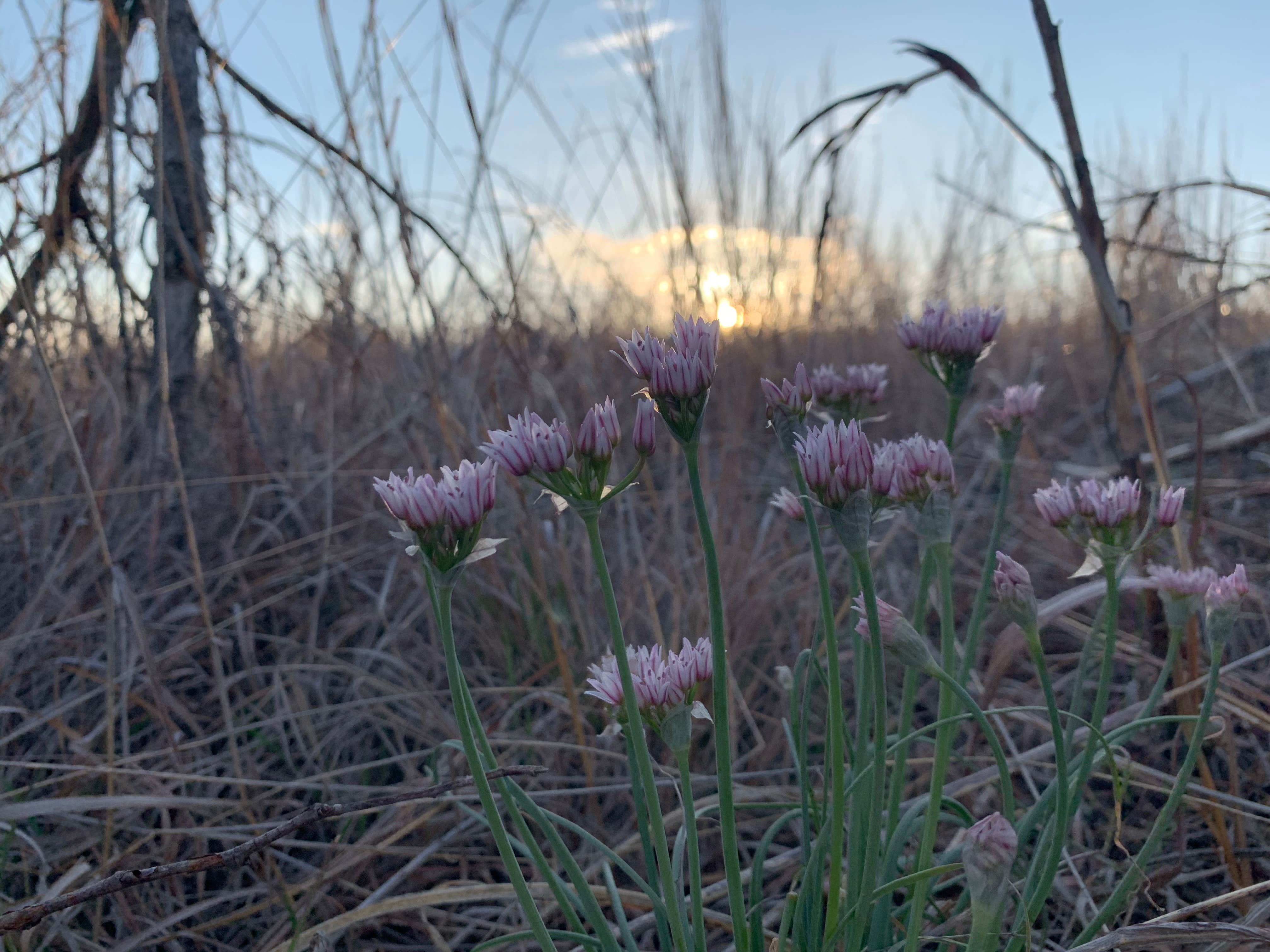 Alabaster Caverns State Park Campground | Freedom, OK