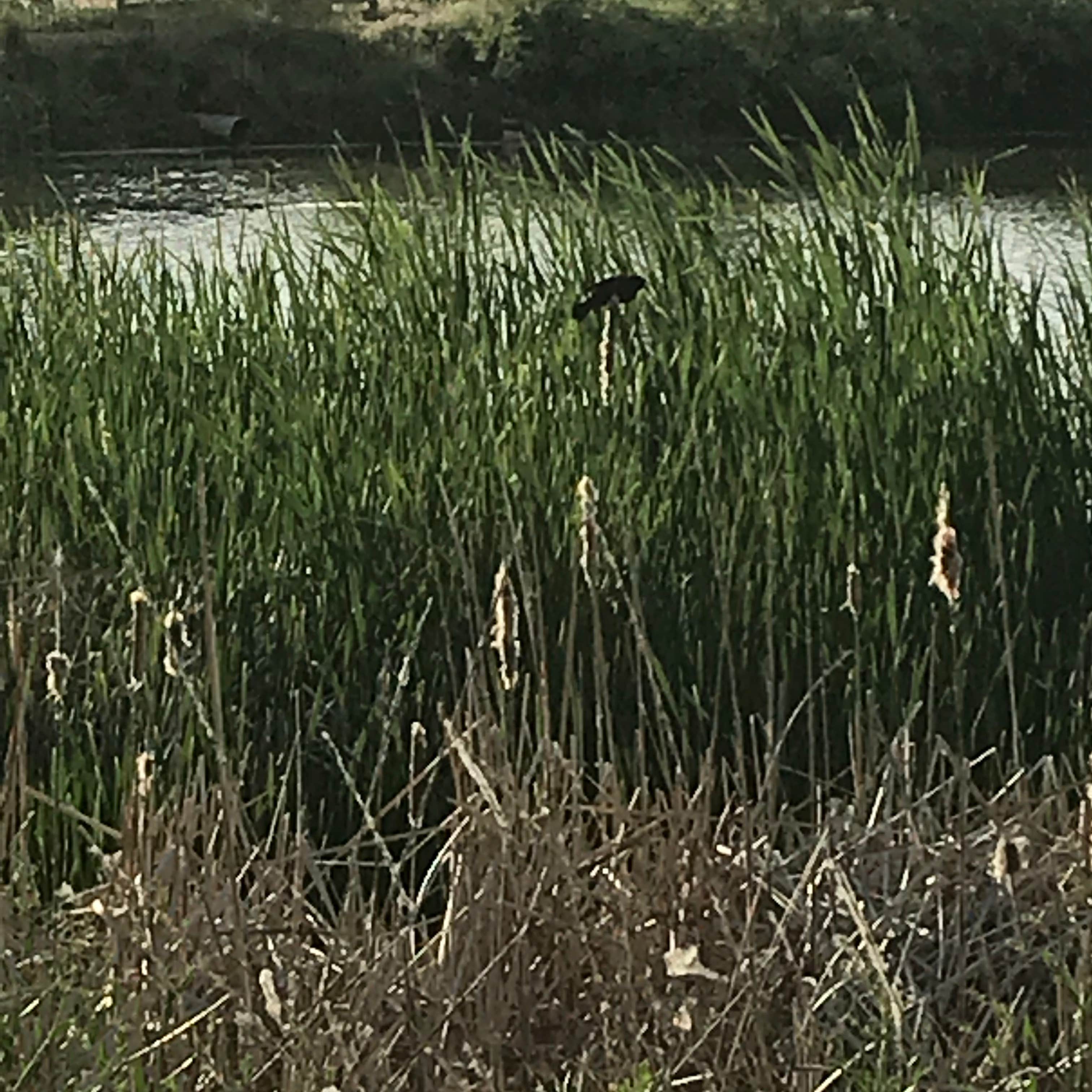 St. Vrain State Park Camping | The Dyrt