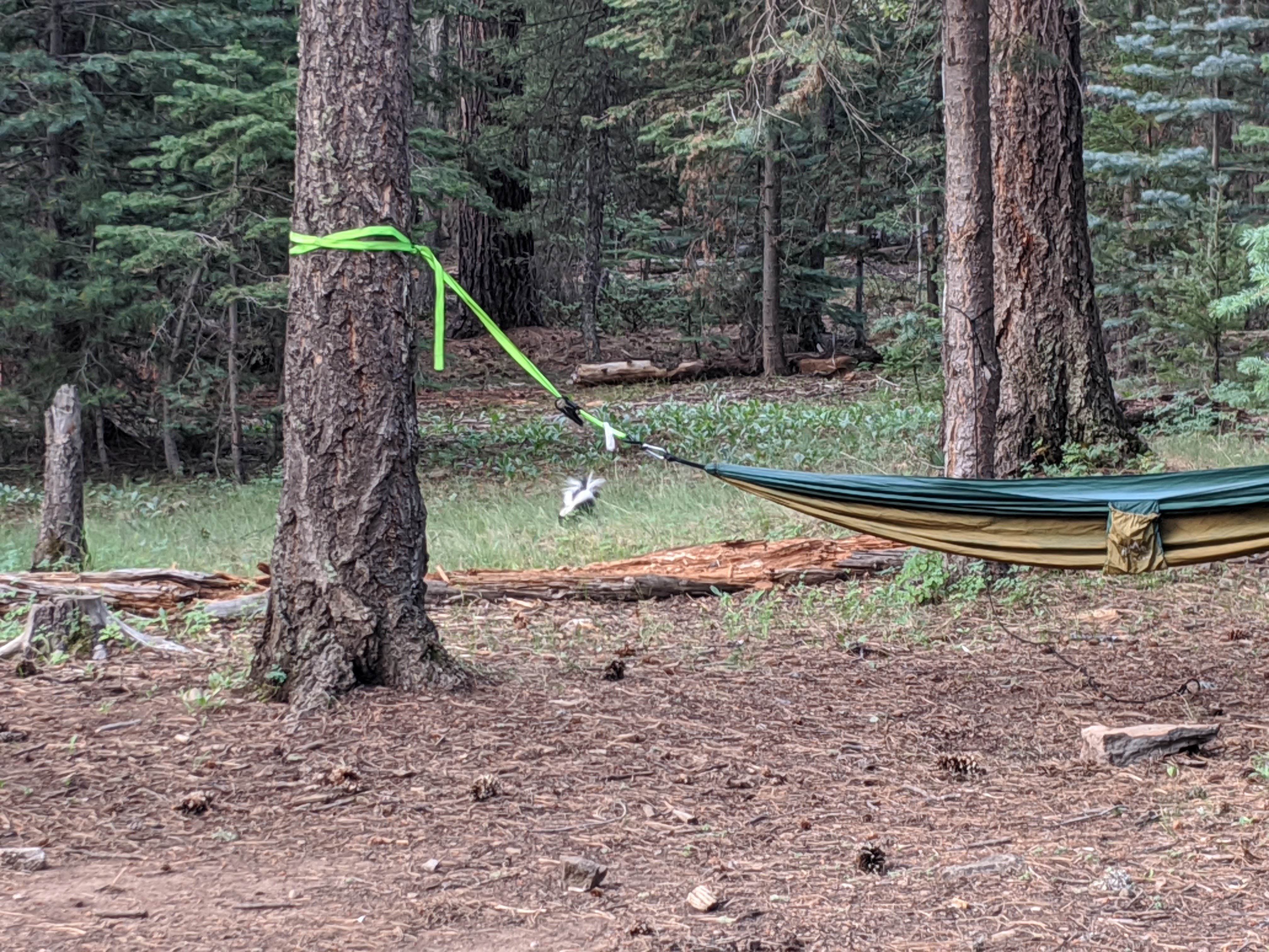 Rainbow (AZ) Camping | Greer, AZ