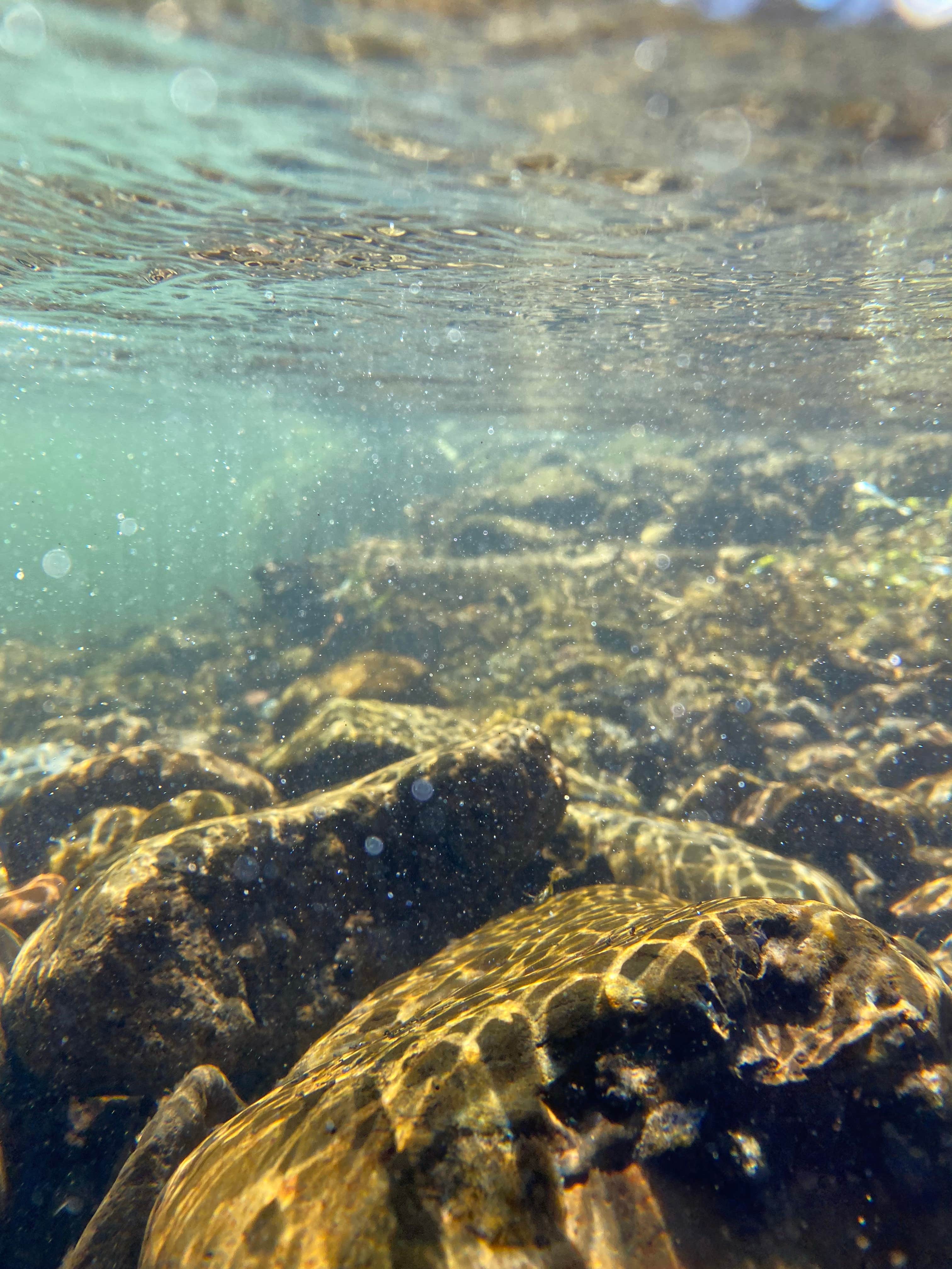 Tucannon Campground Camping | The Dyrt