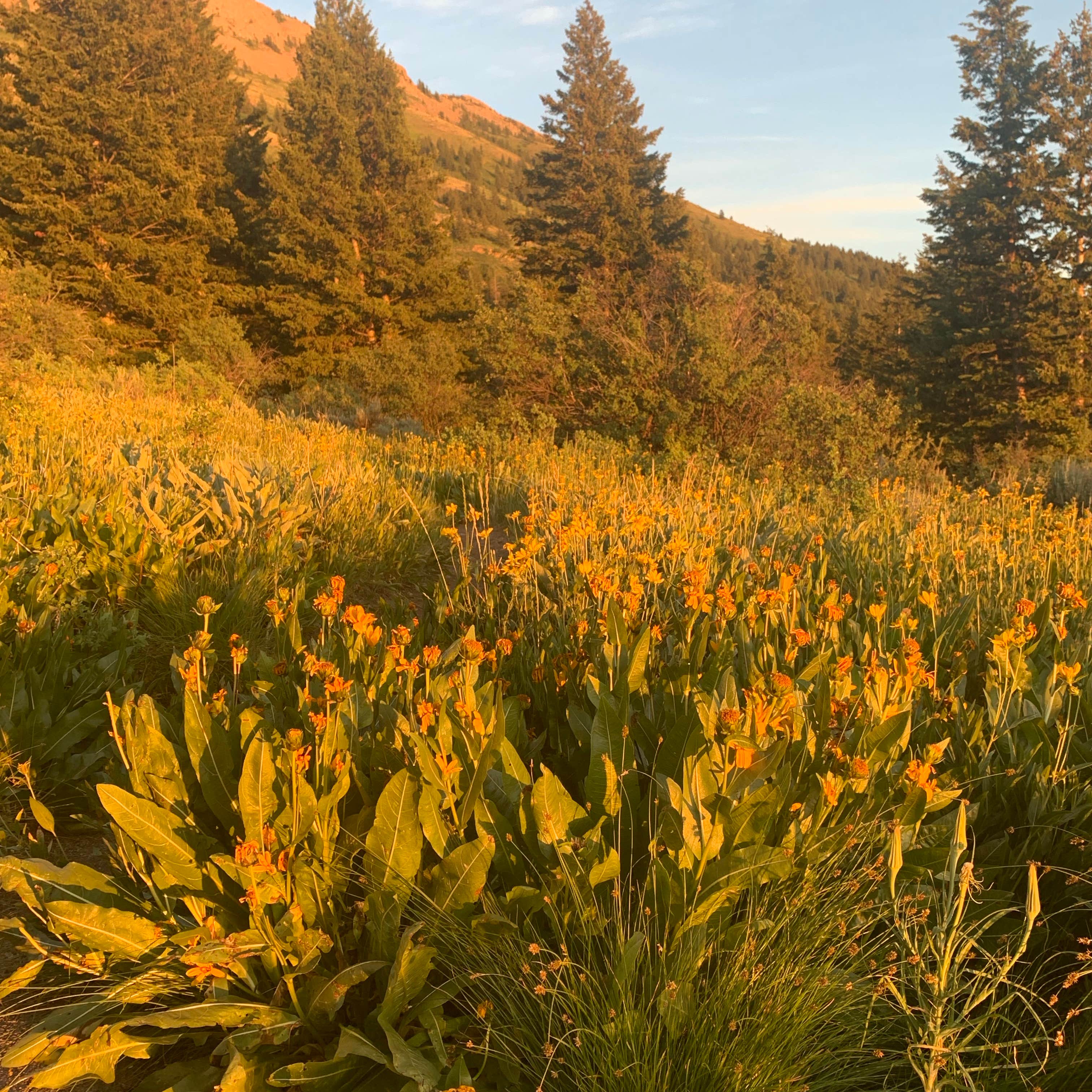 Scout Mountain Campground | Pocatello, ID