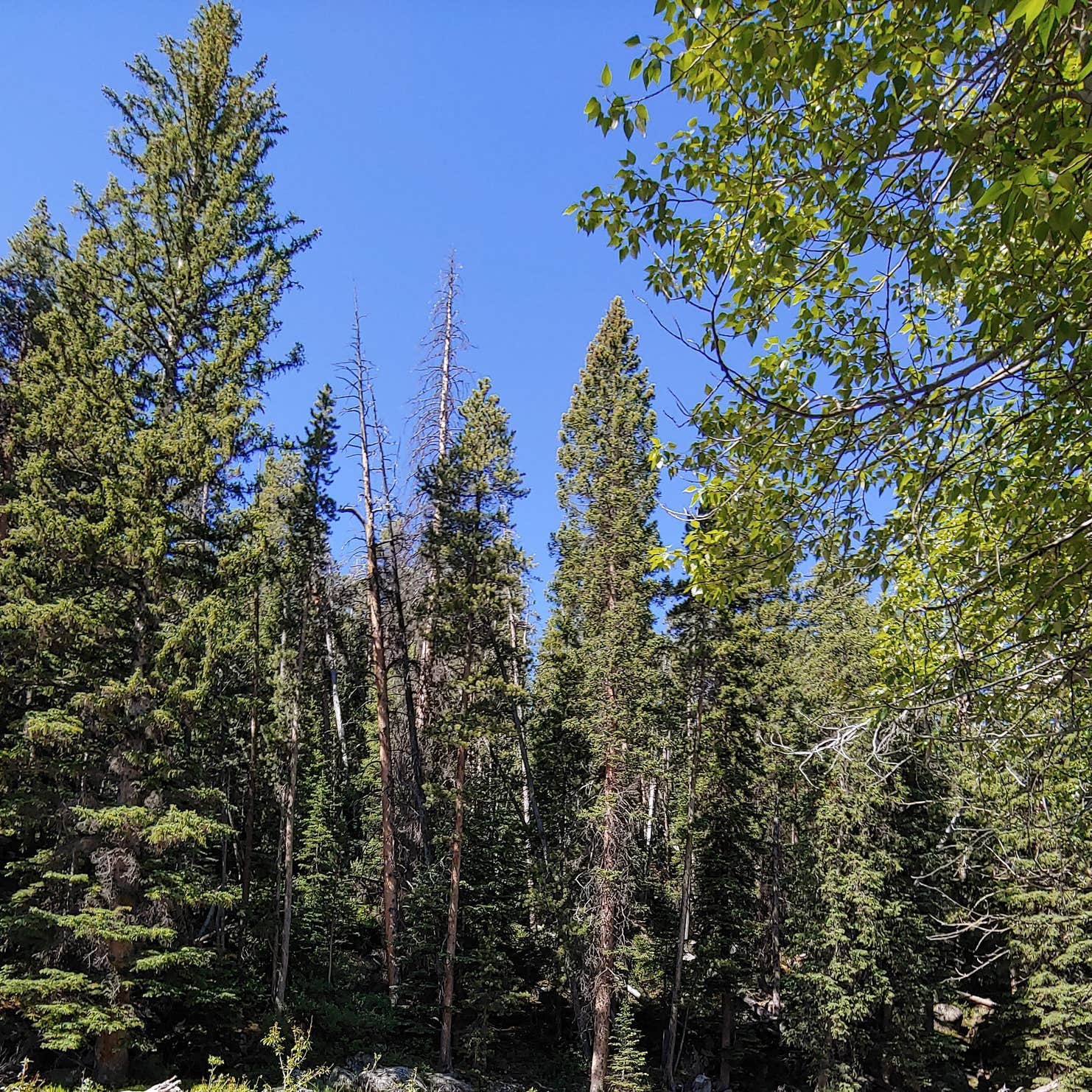 Shell Creek Camping | Shell, Wyoming