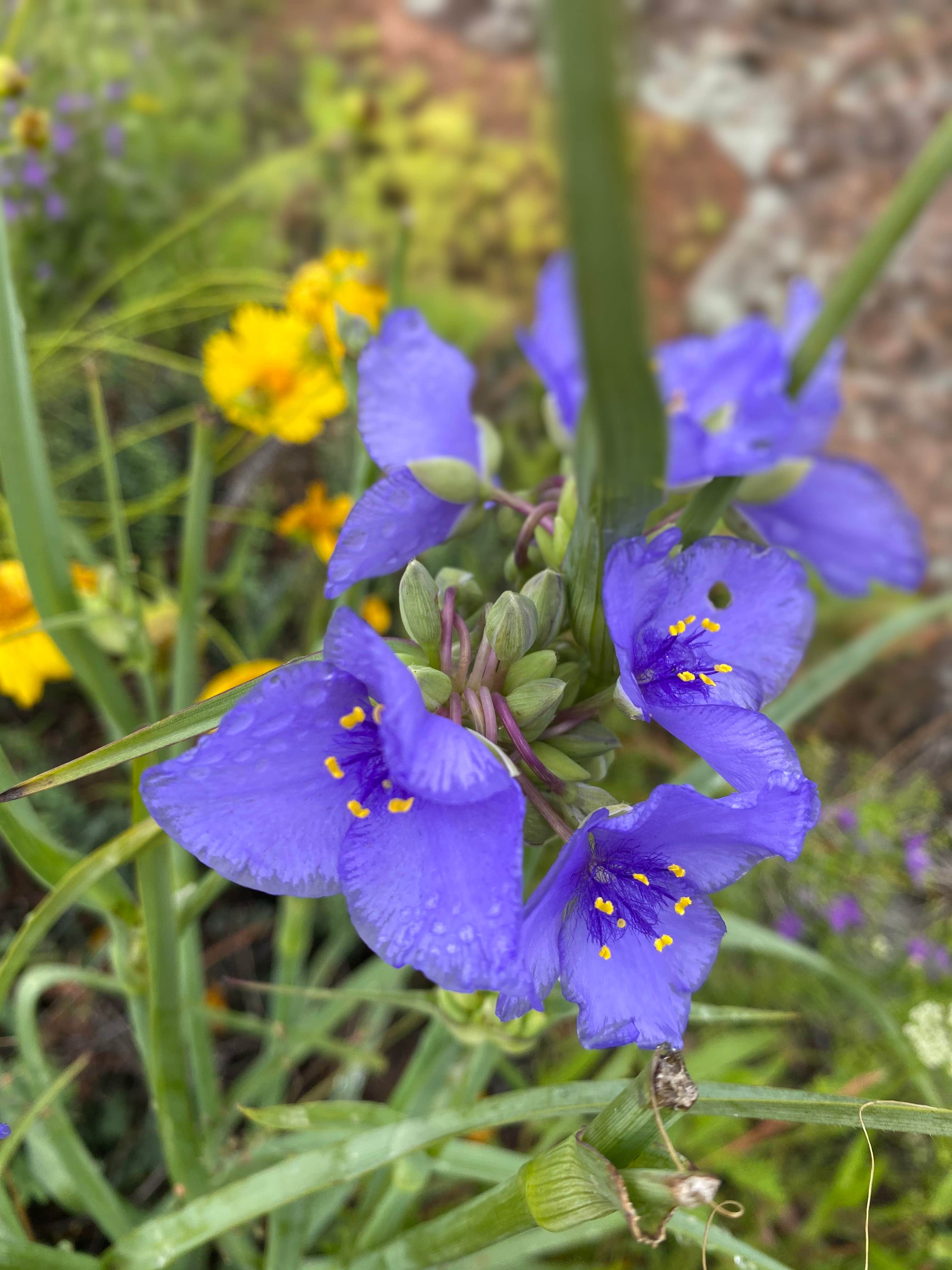 Camp Doris | The Dyrt