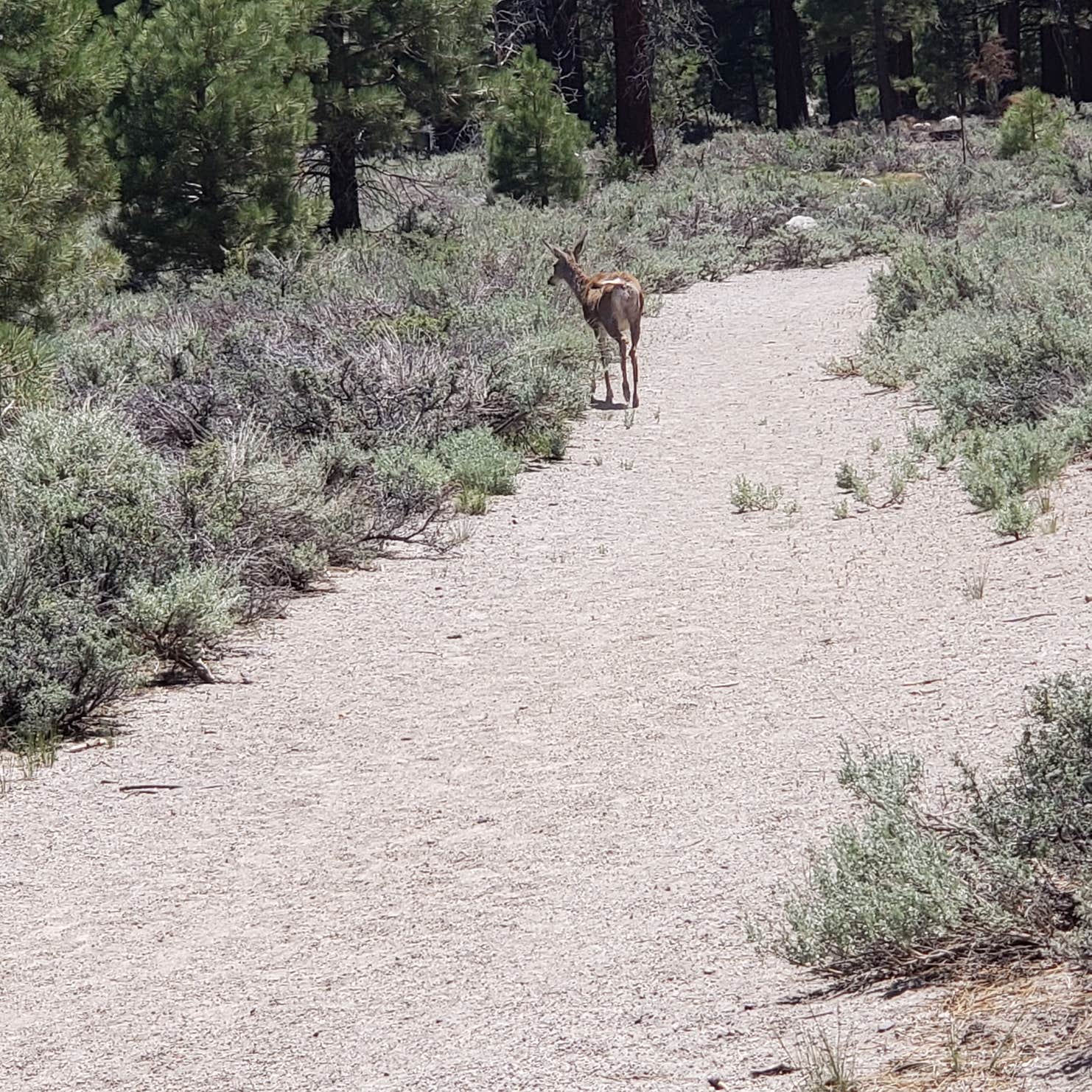 Pine Cliff Resort Camping | June Lake, CA