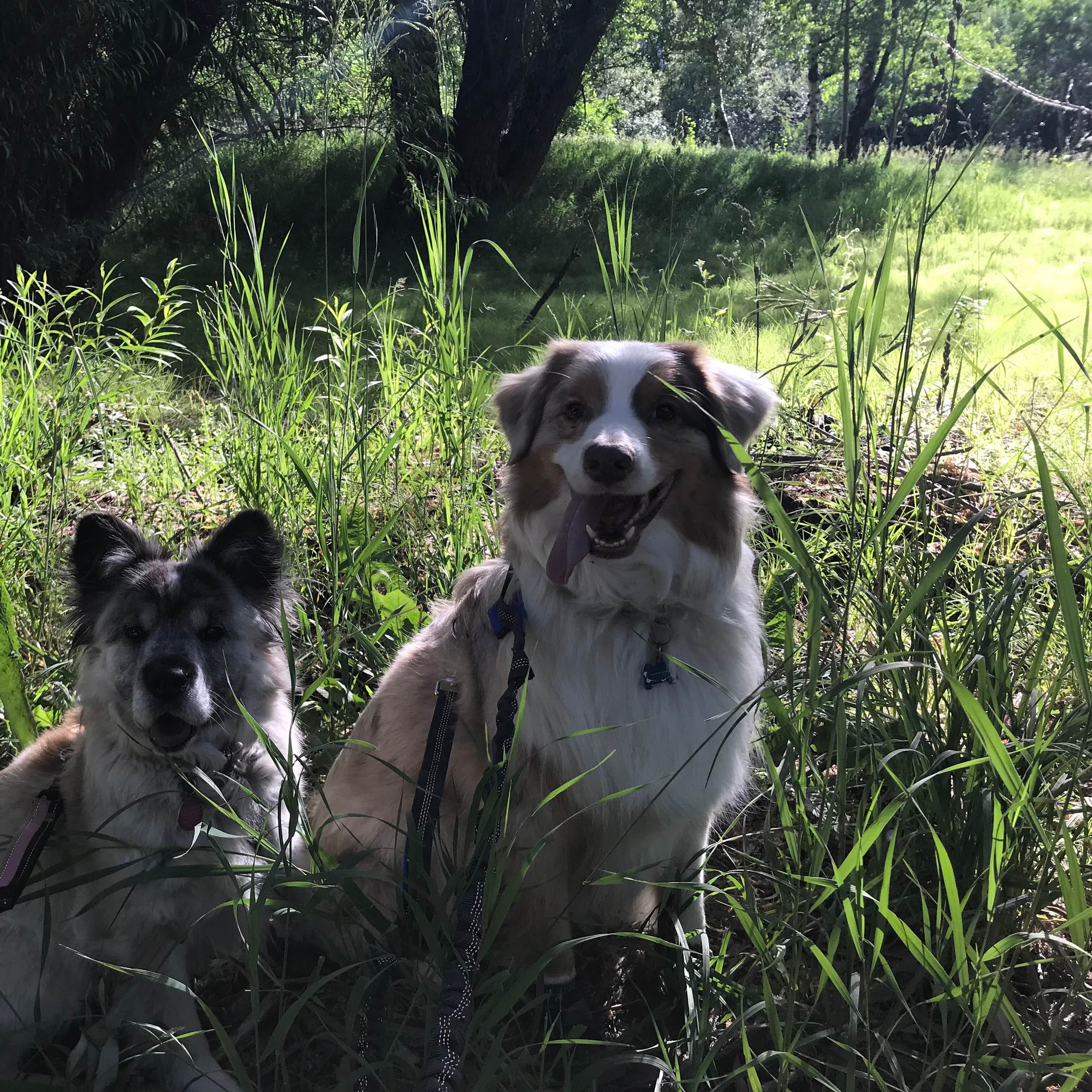 Box Elder Campground | Mantua, Utah