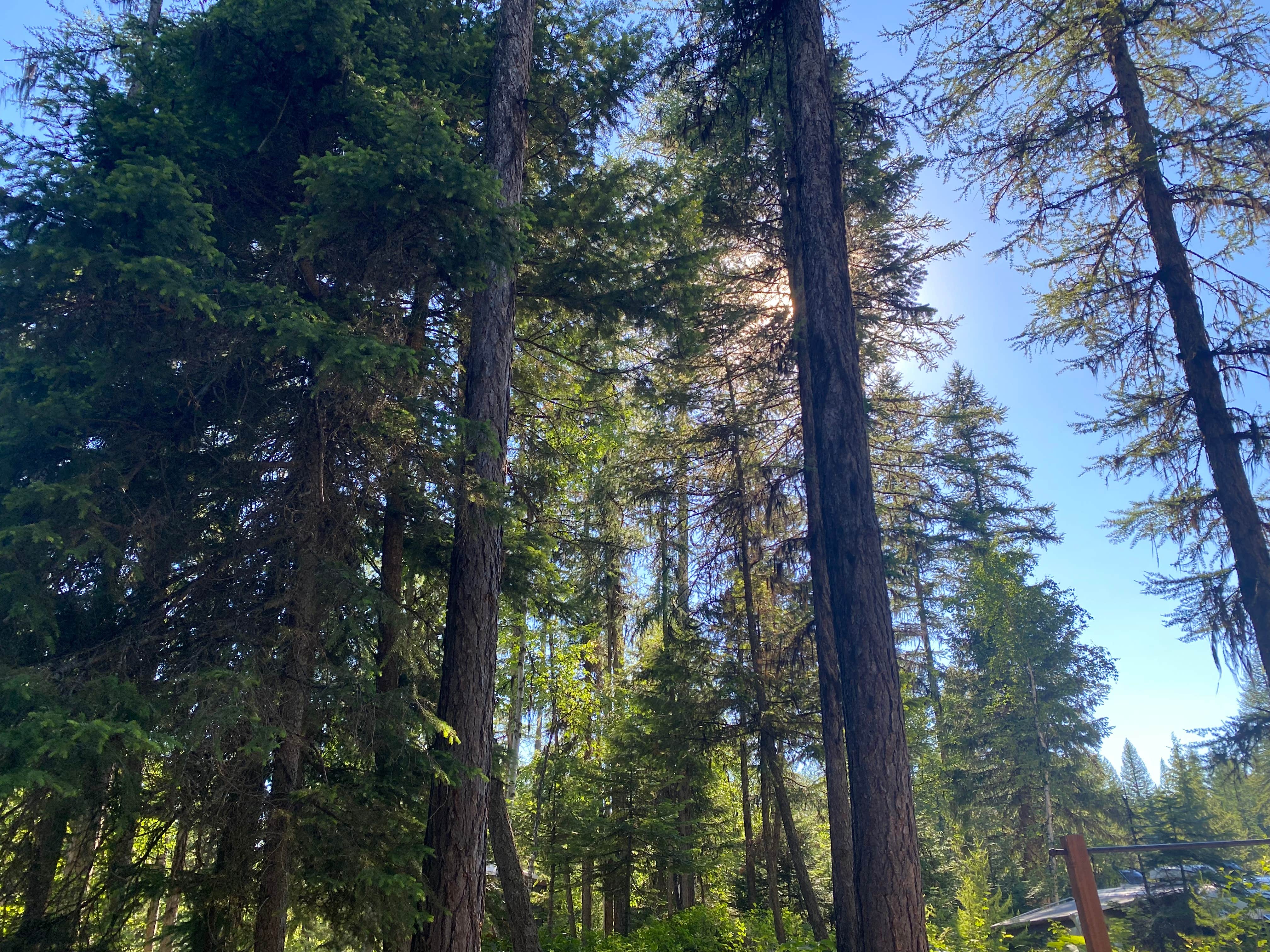 Birch Bay | The Dyrt