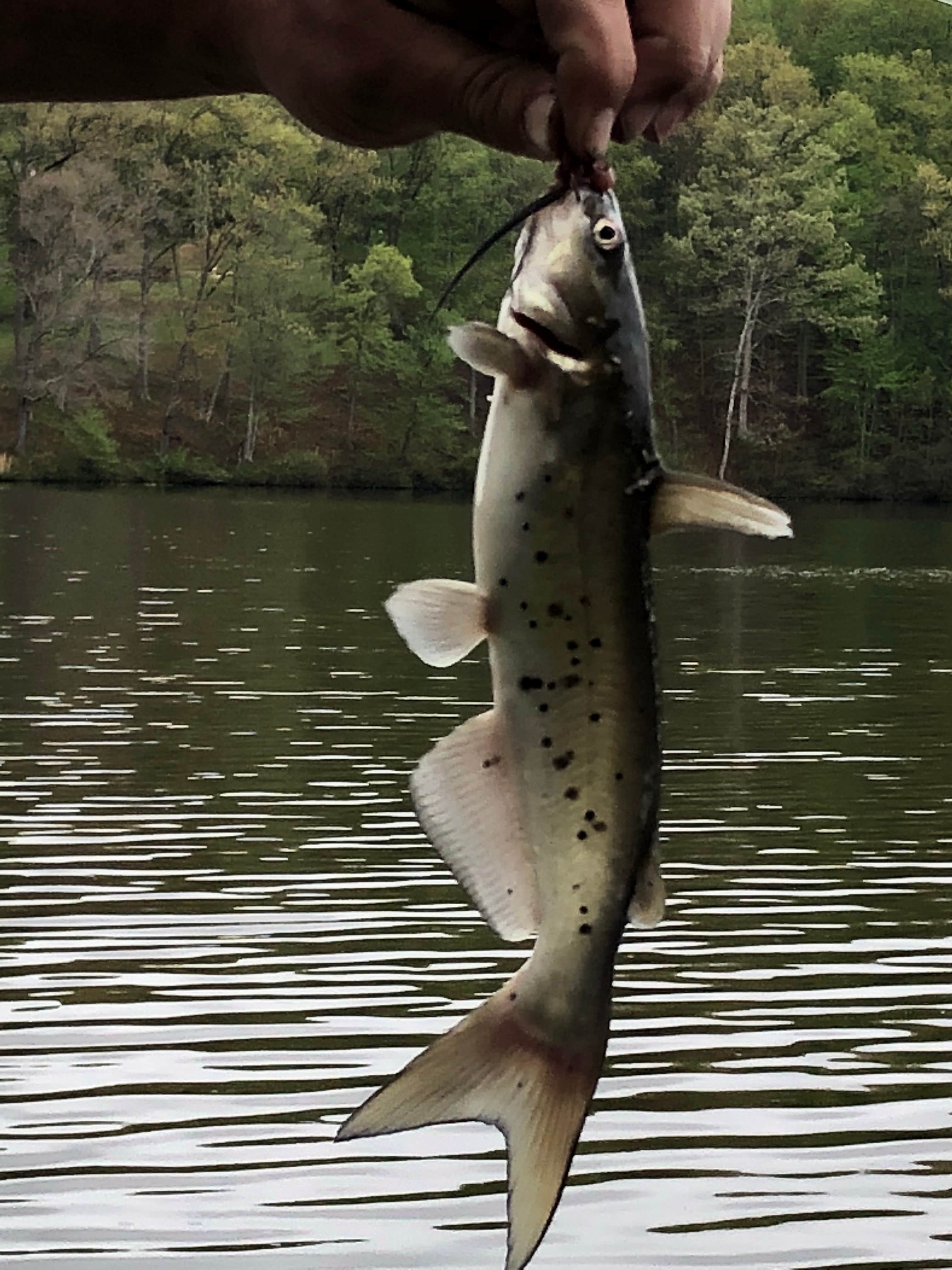 Jackson Lake State Park Campground | Oak Hill, OH