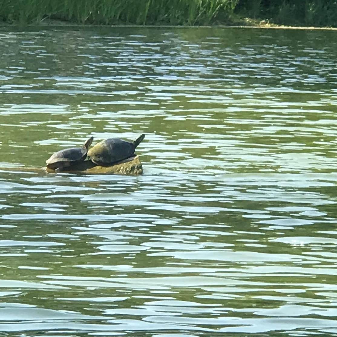 Lakeside Campground — Two Rivers SRA | Waterloo, Nebraska