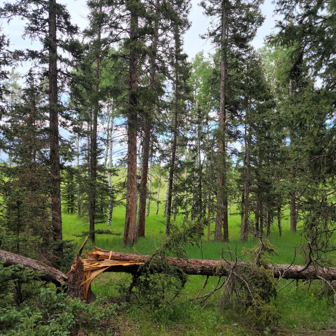 Springdale Campground | Woodland Park, Colorado