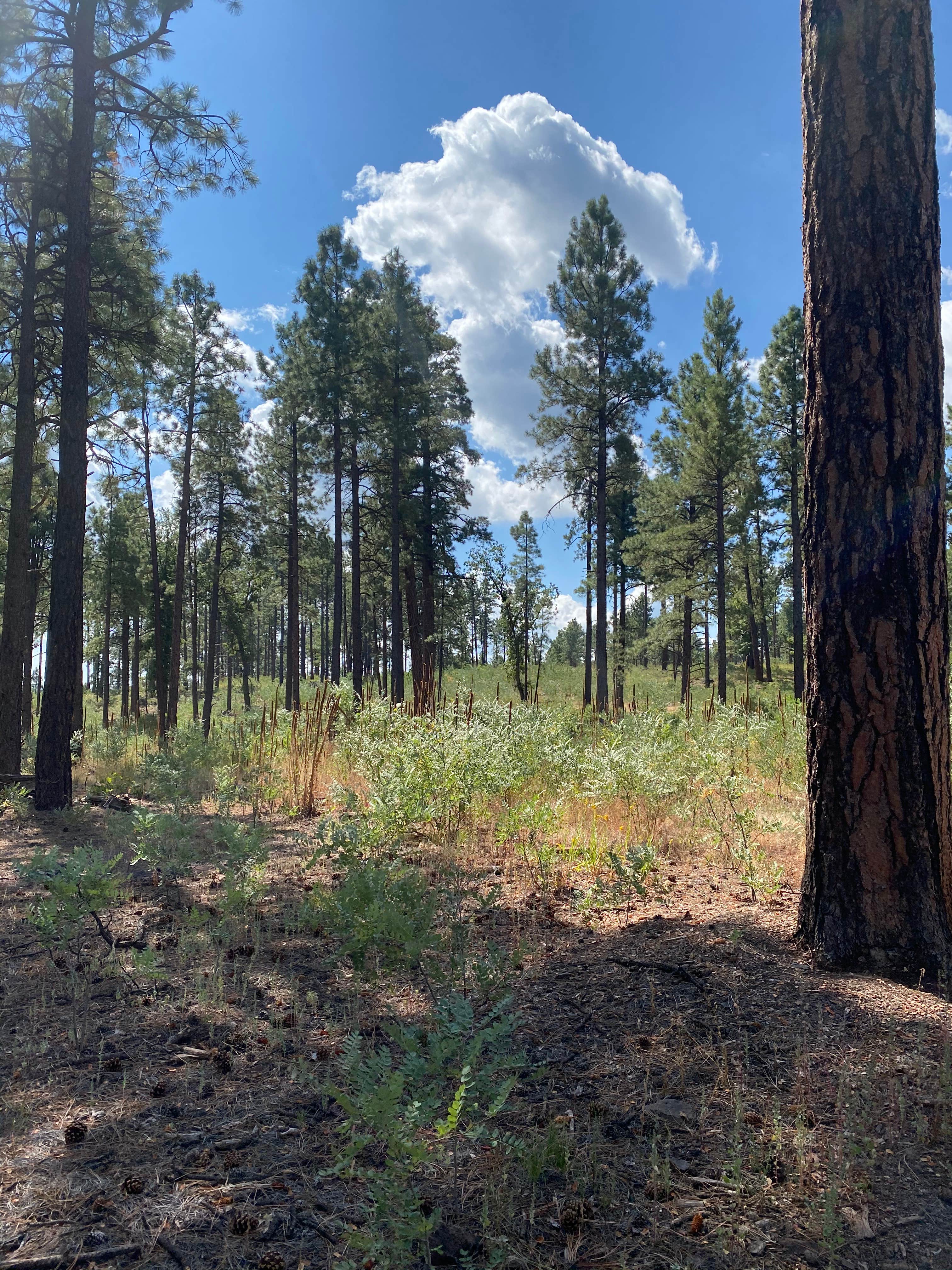 Fort tuthill county campground | Flagstaff, AZ