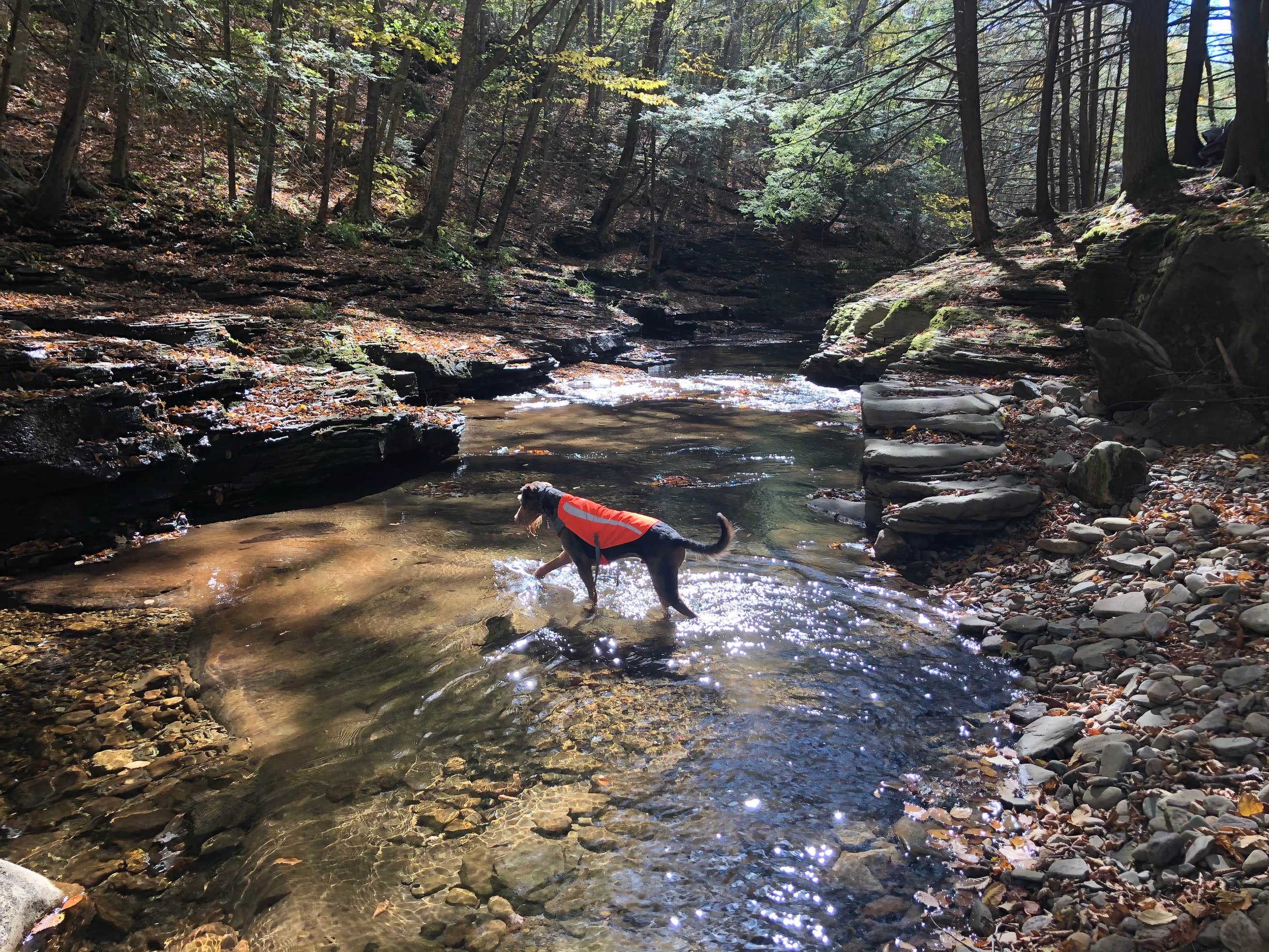 Loyalsock State Forest Camping | The Dyrt