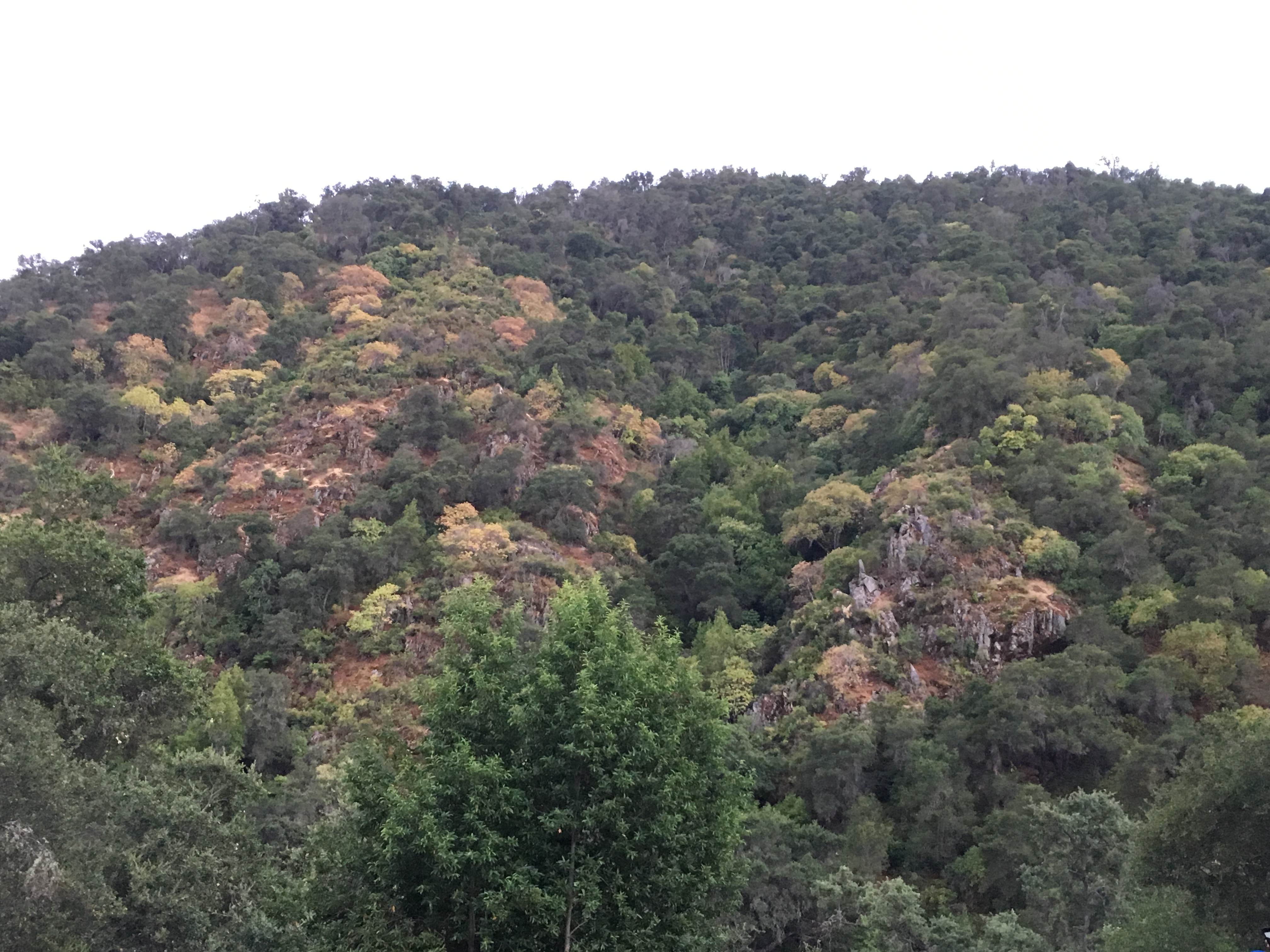 Arroyo Seco Camping | The Dyrt