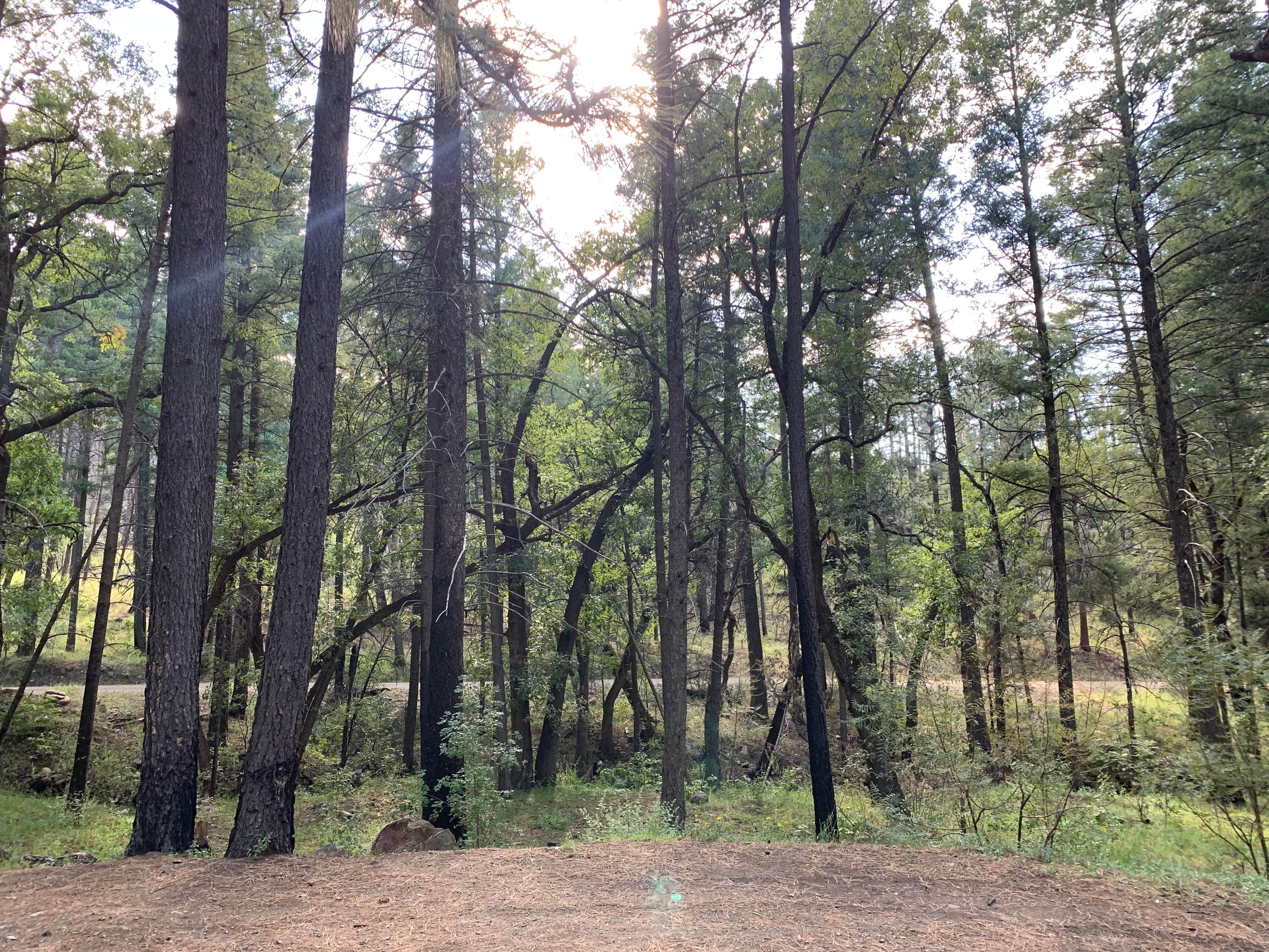 Pinery Campground Lower - Dispersed | Portal, AZ