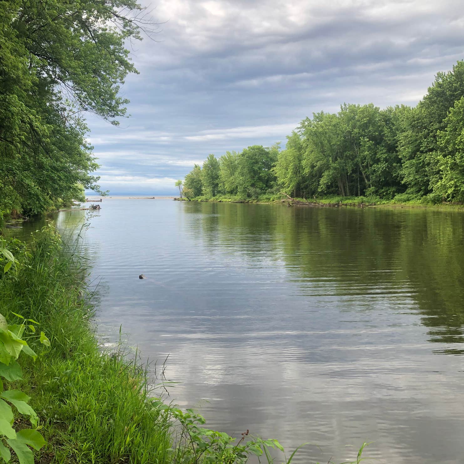 AuSable River Campsite Camping | The Dyrt