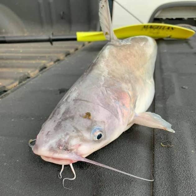 Lake Bonham Recreation Area Camping | Bonham, Texas