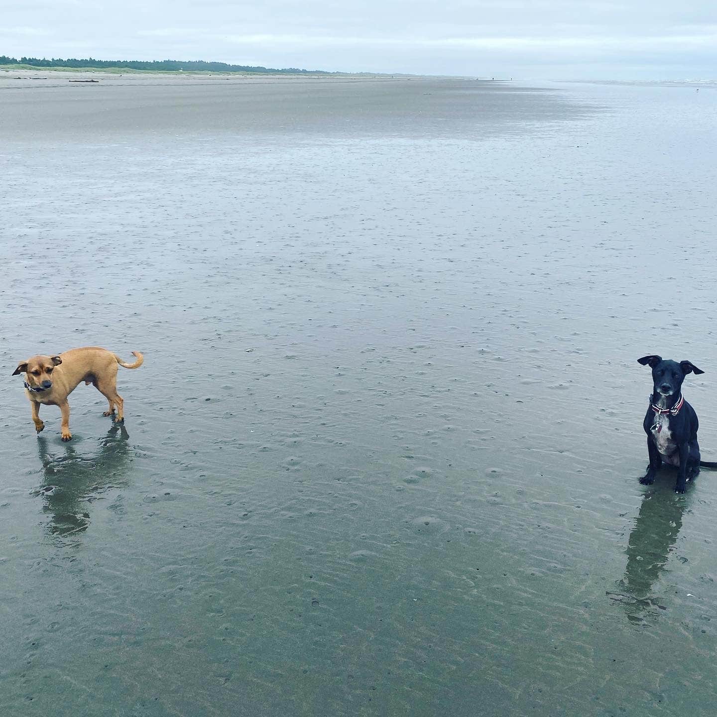 Copalis Beach RV Resort | Copalis Crossing, Washington