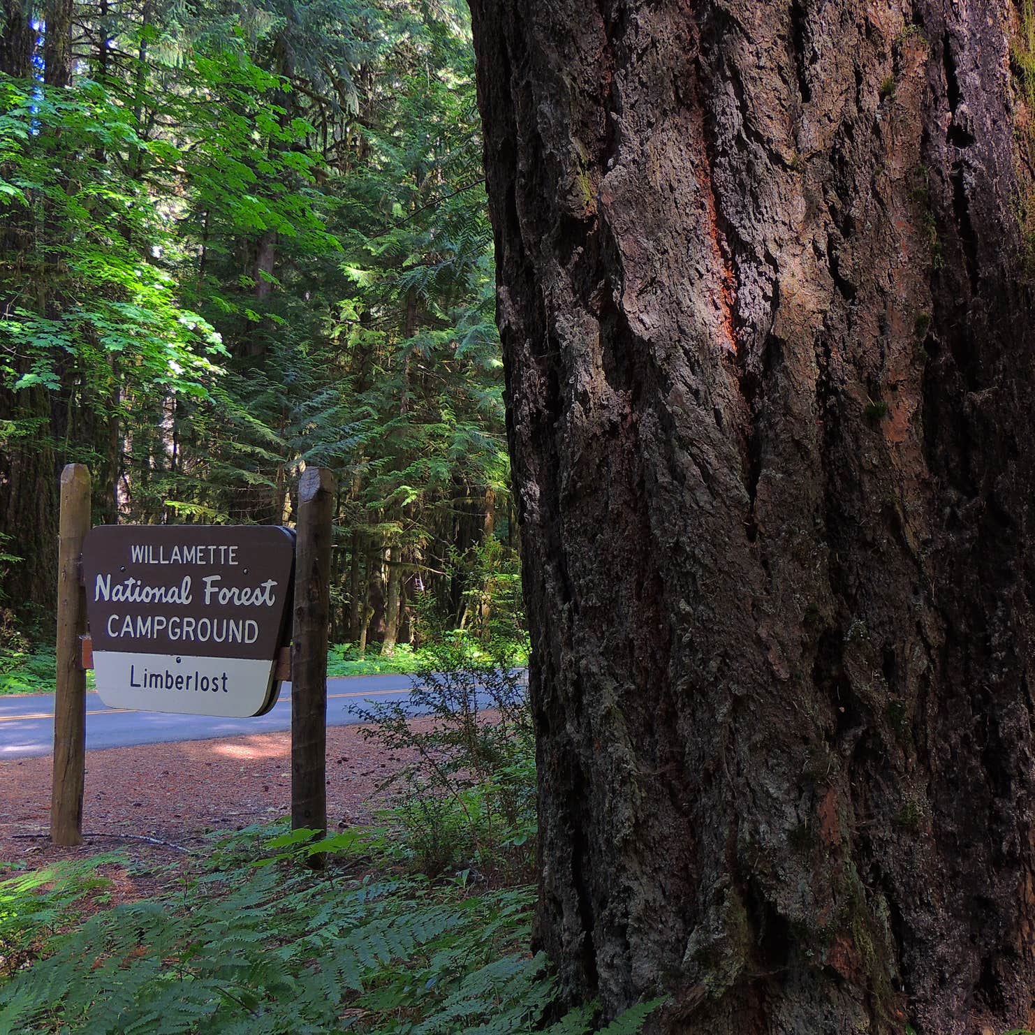 Limberlost Campground Camping | The Dyrt