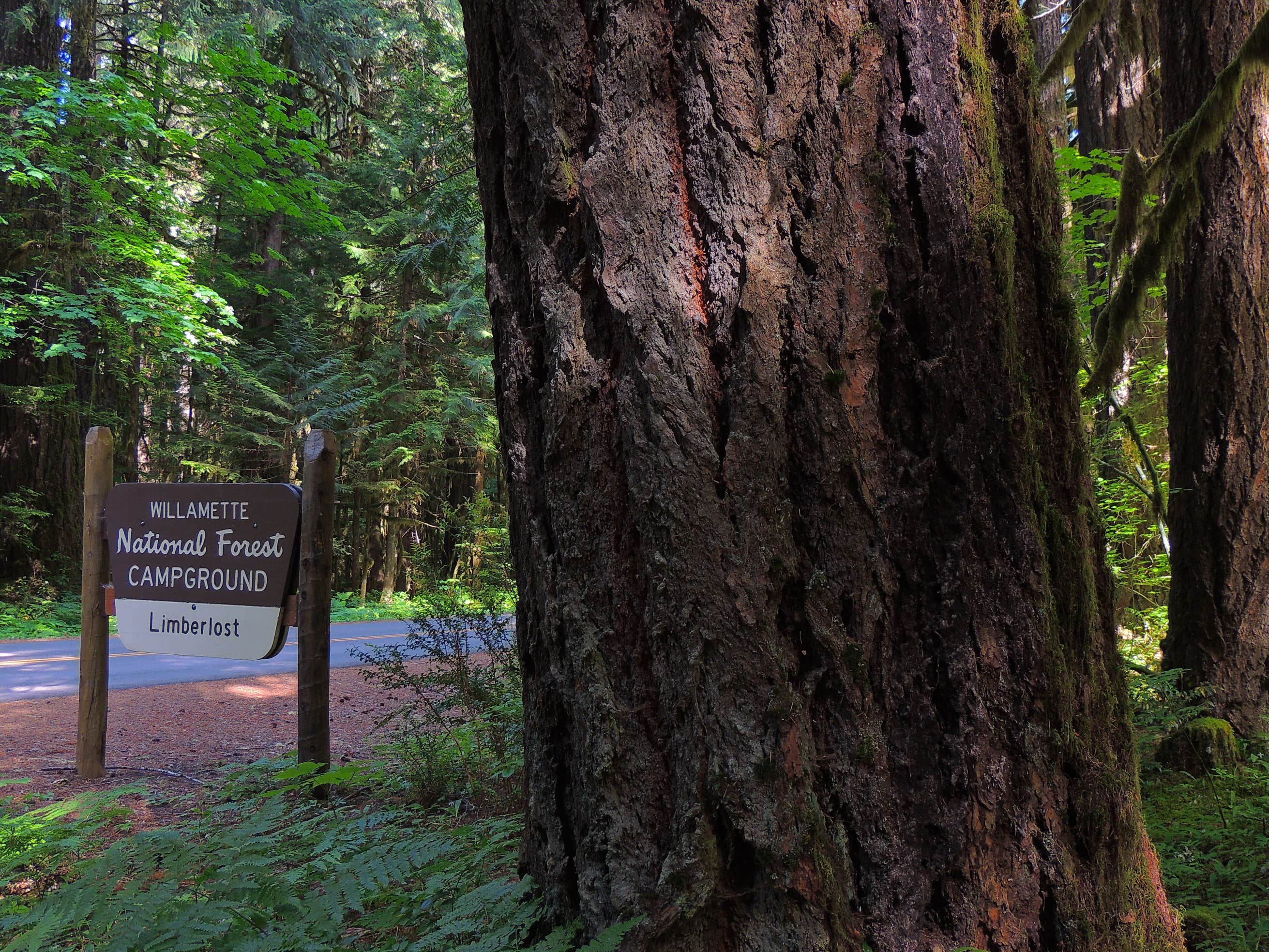 Limberlost Campground Camping | The Dyrt