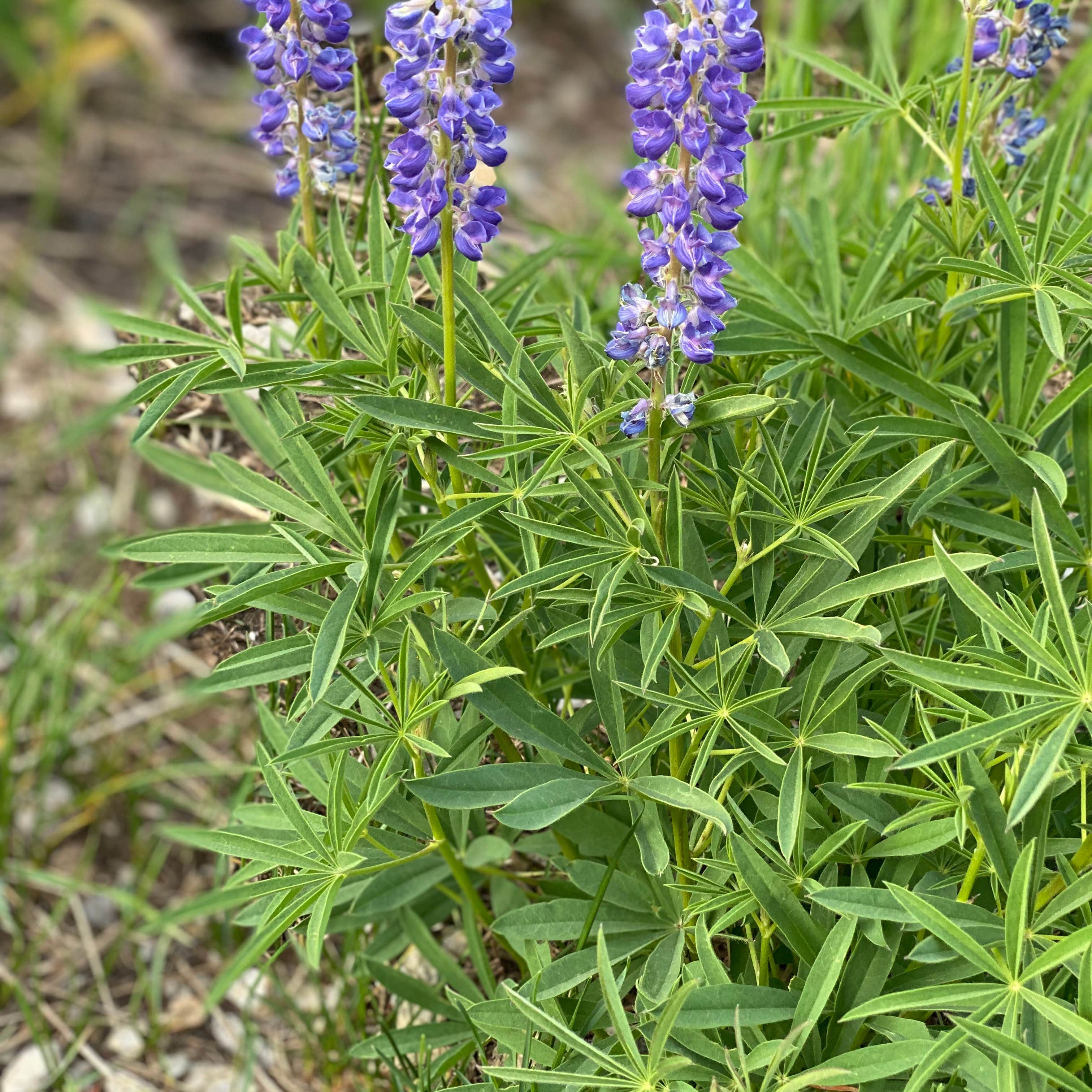Deep Lake Camping | Glenwood Springs, Colorado