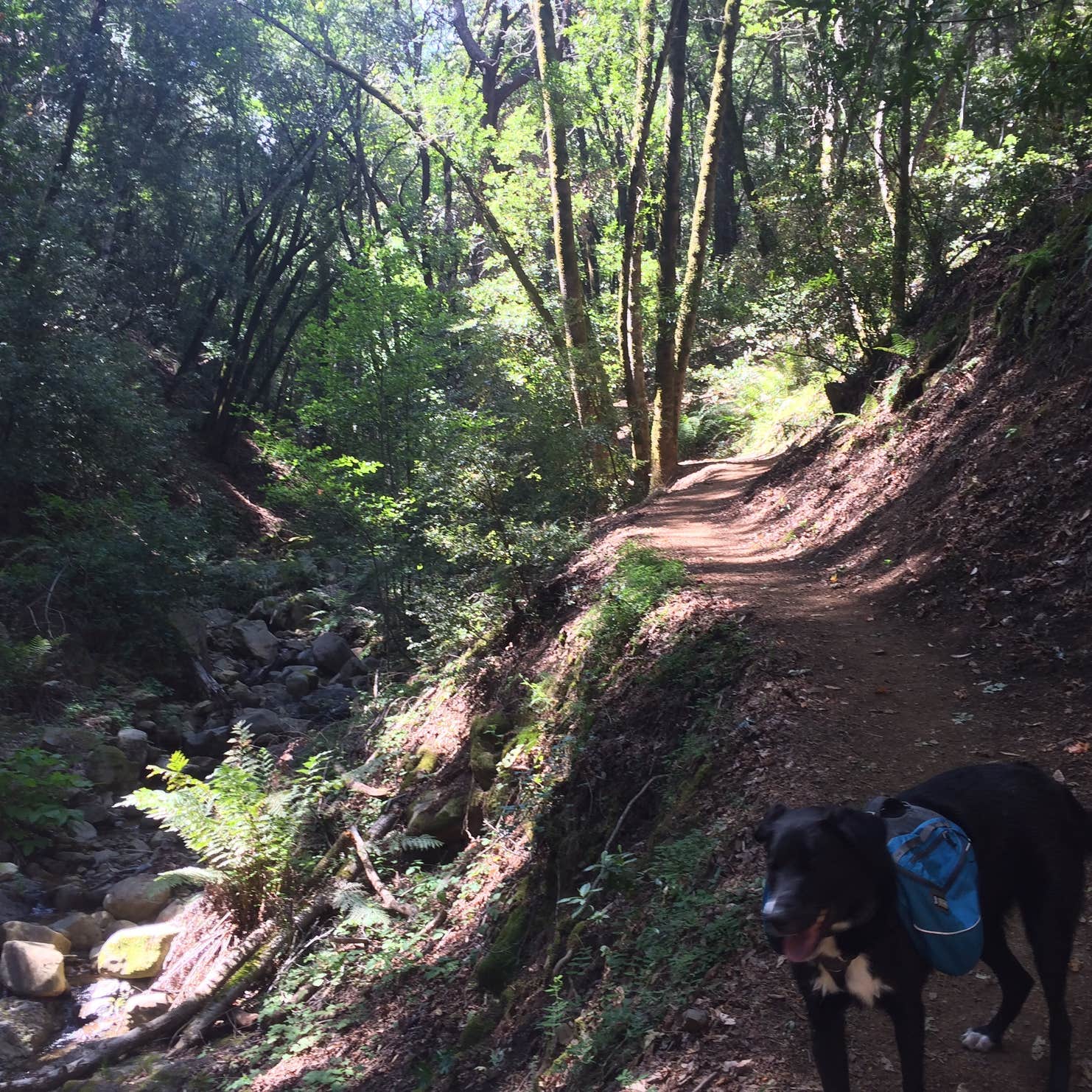 Uvas Canyon County Park Camping | The Dyrt