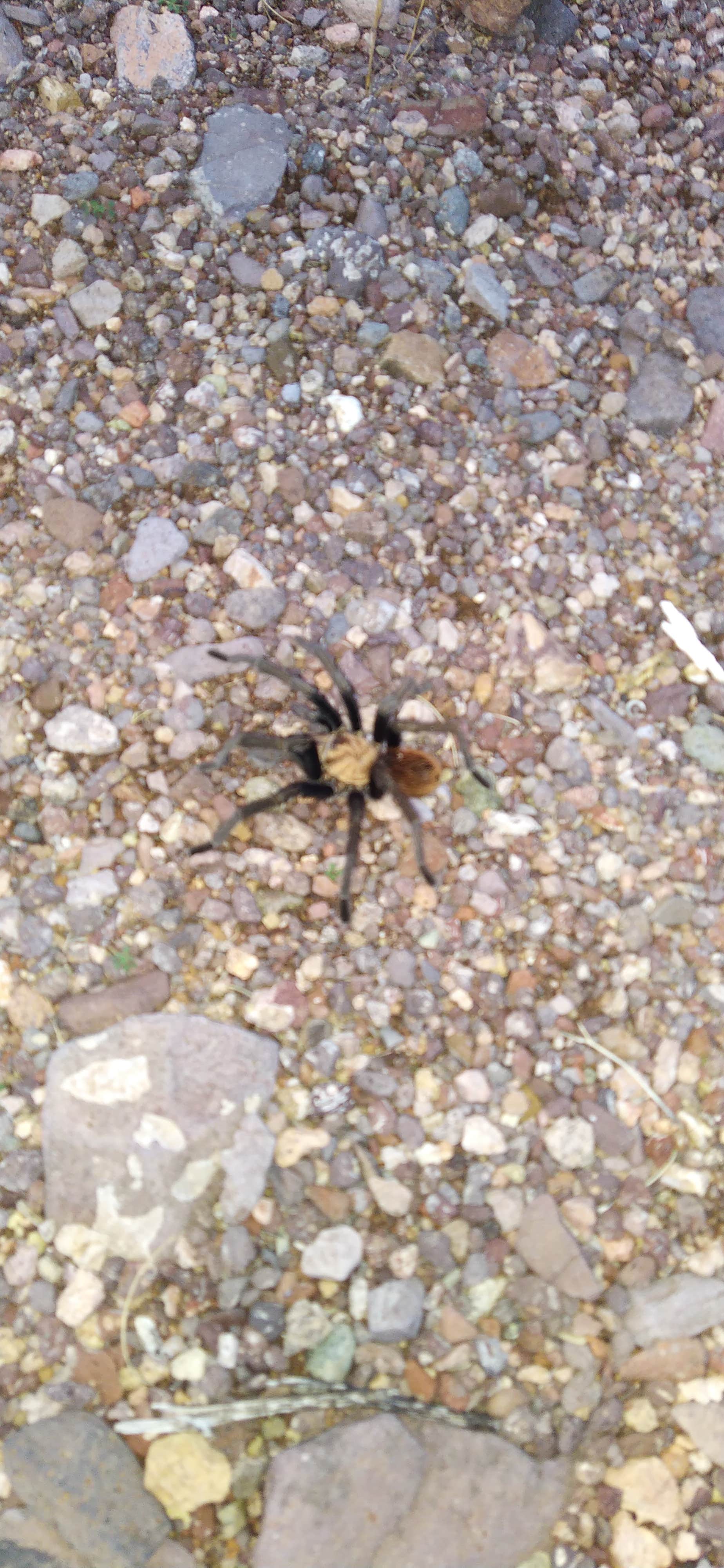 BLM Fourmile Canyon Camping | Safford, AZ